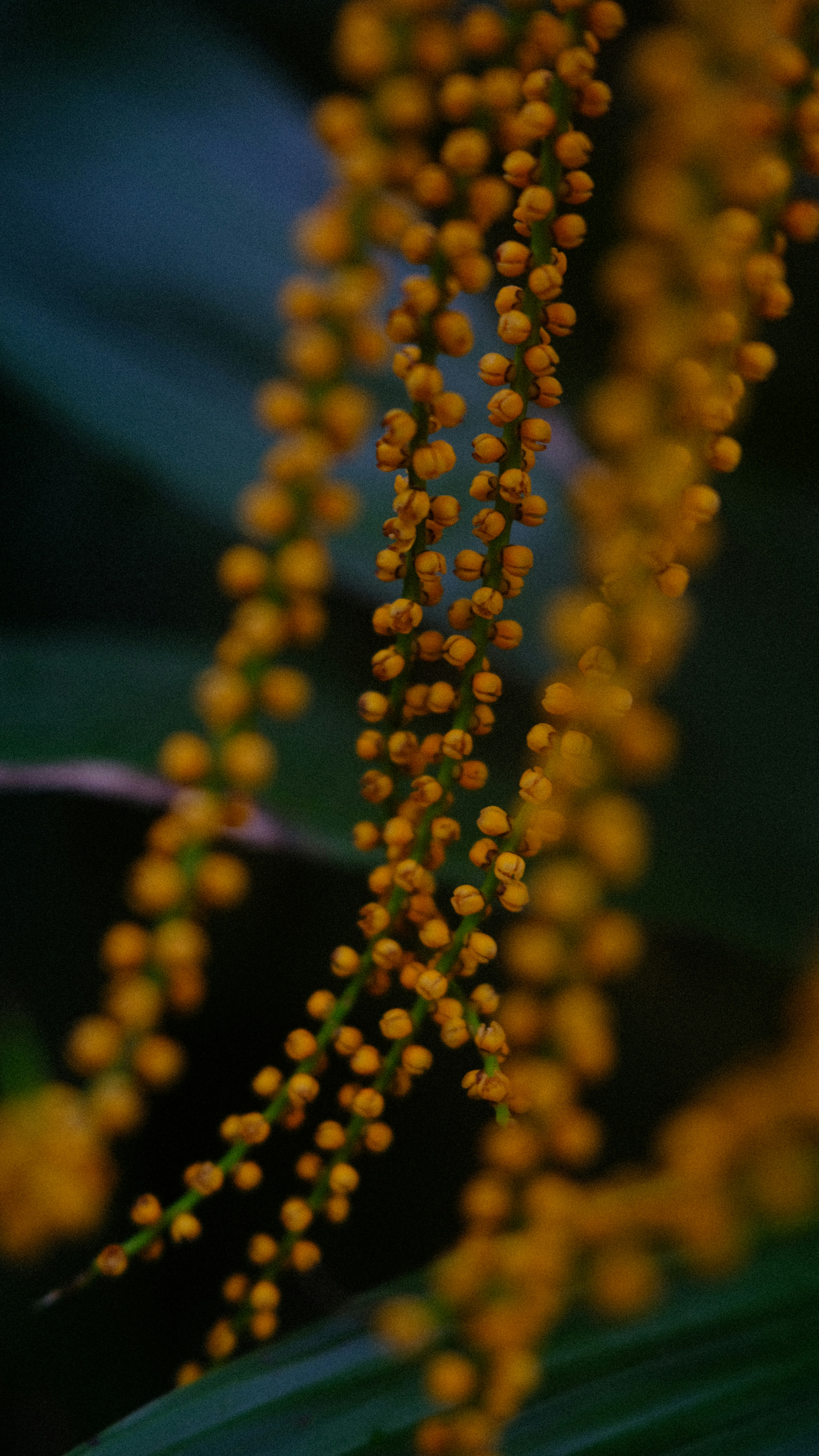 Golden Beads in Shadow: A Close Dance of Diminutive Flowers