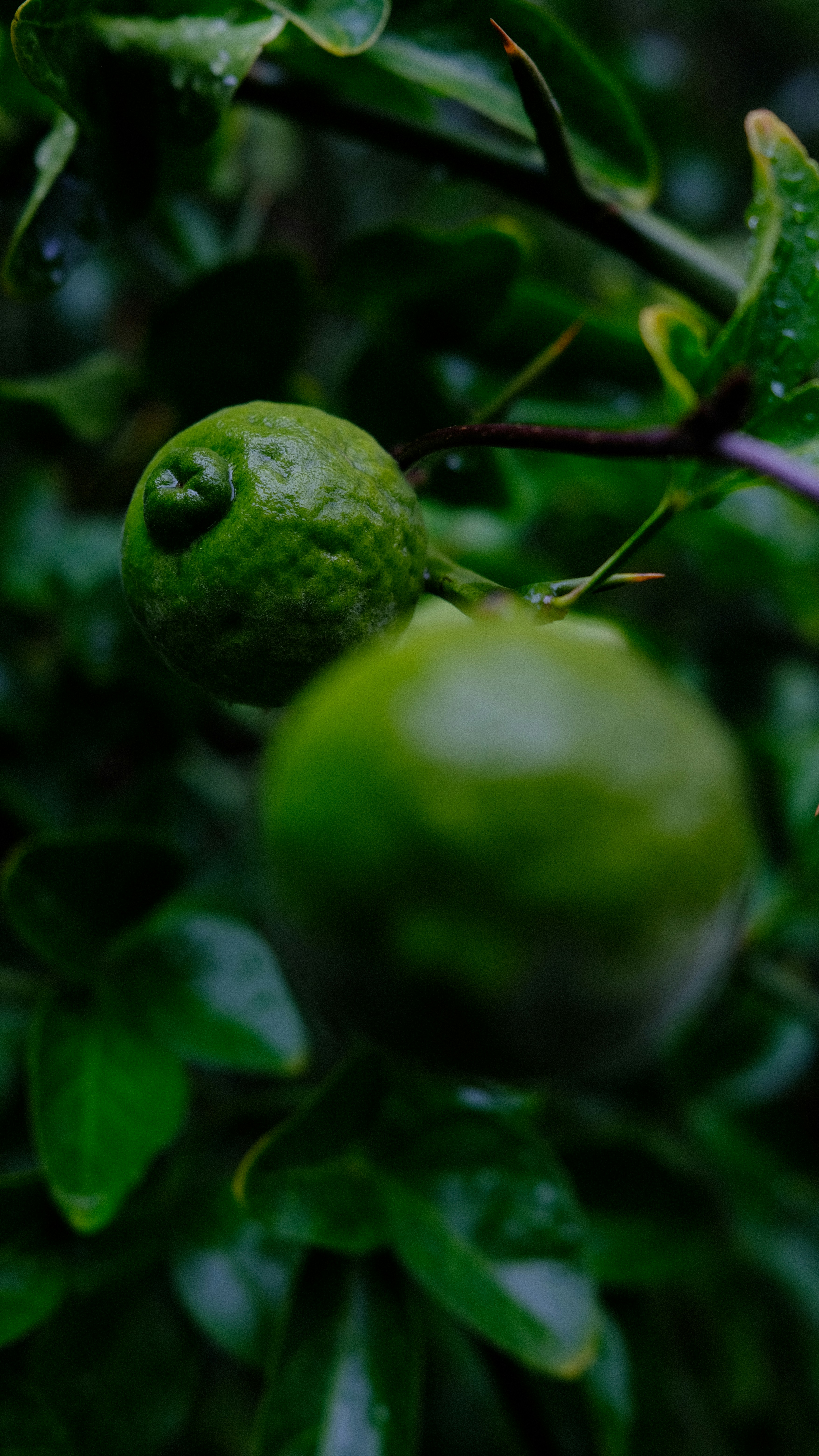 Green Orbs in Deep Leaf Shade