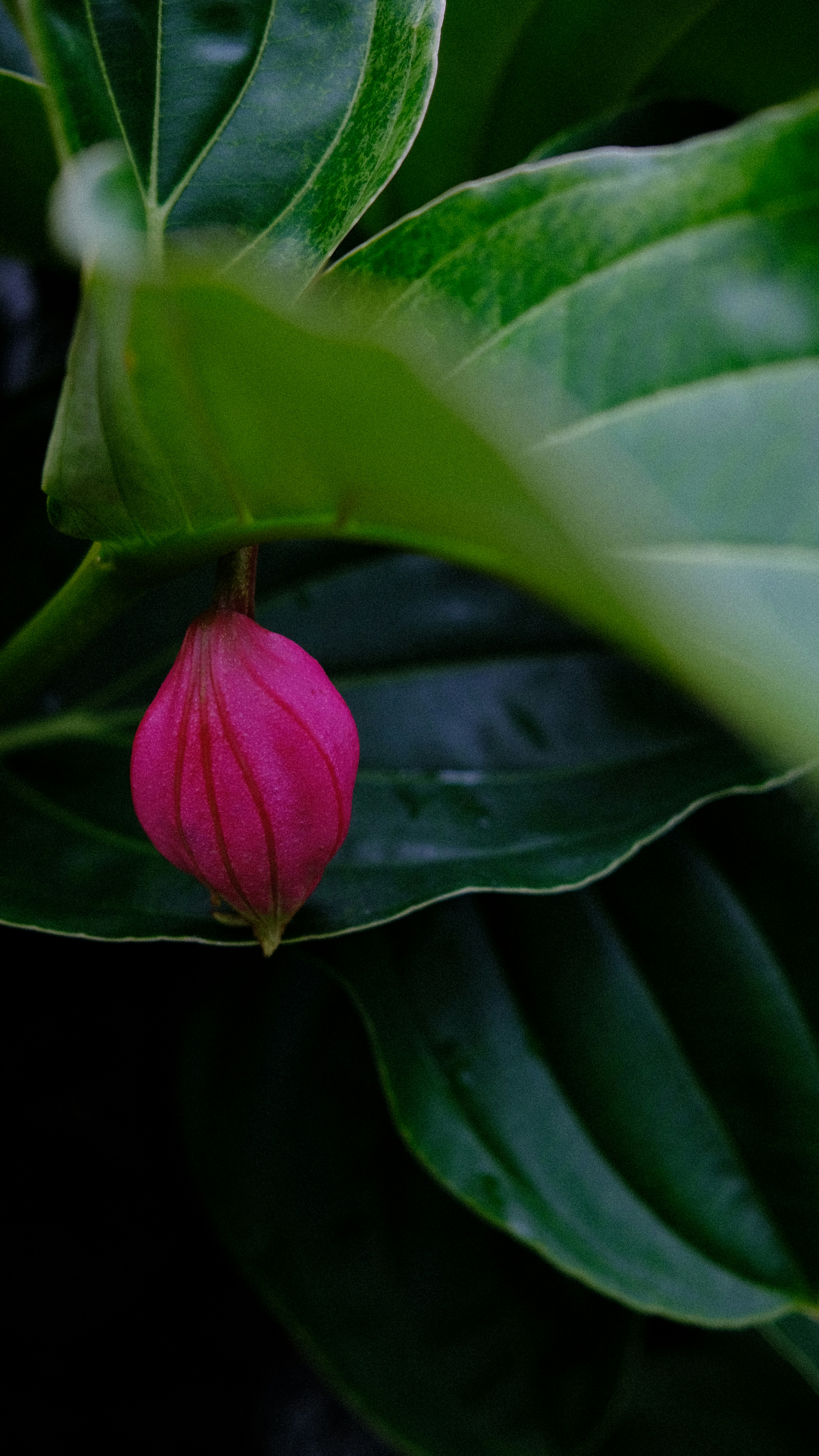 Pink Bud Amid Dark Green Foliage