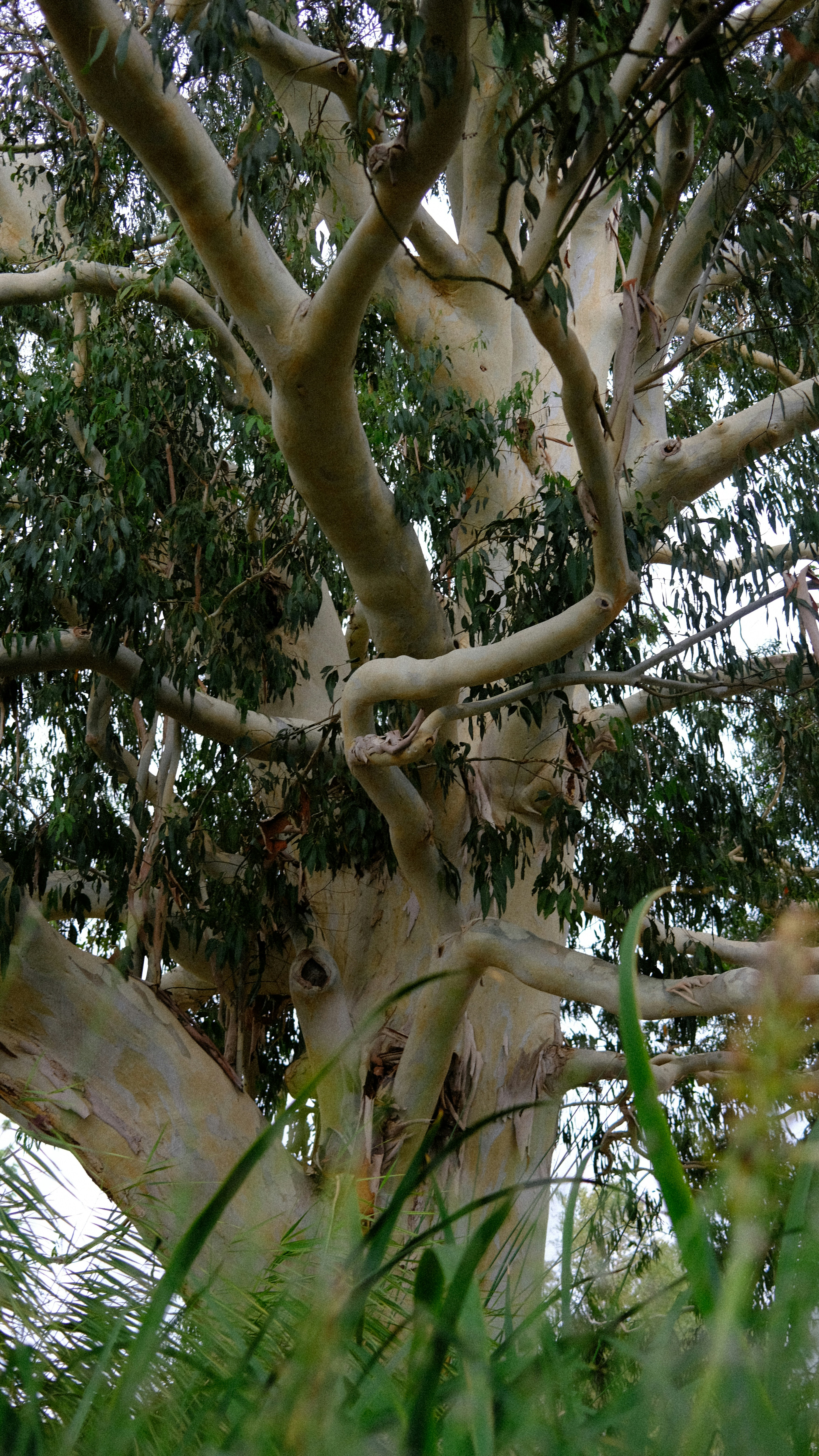 Gnarled Canopy: A Sunlit Trunk Weaving Through Leaves