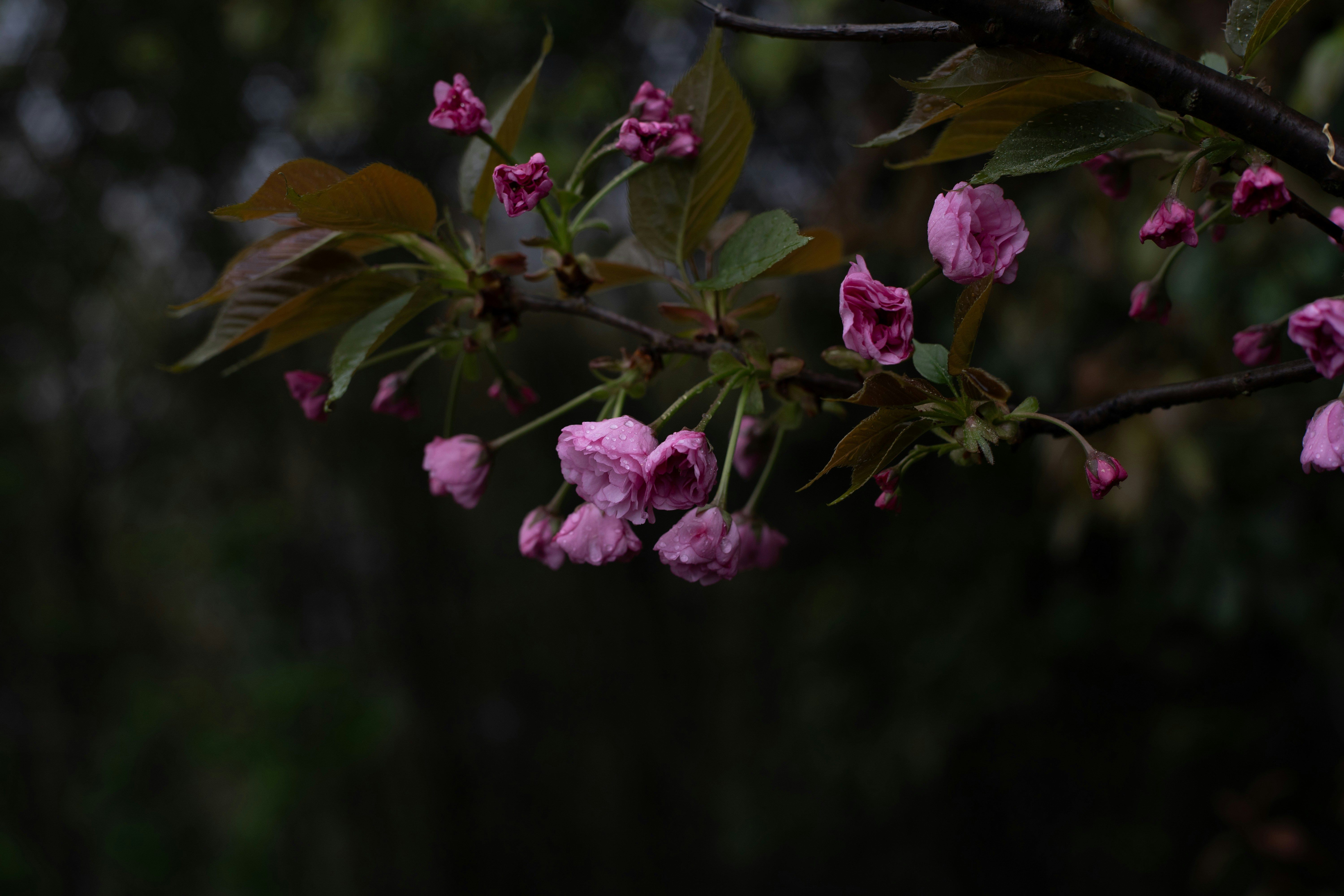 Blossoms in Focus: Pink Petals Against a Velvet Shadow