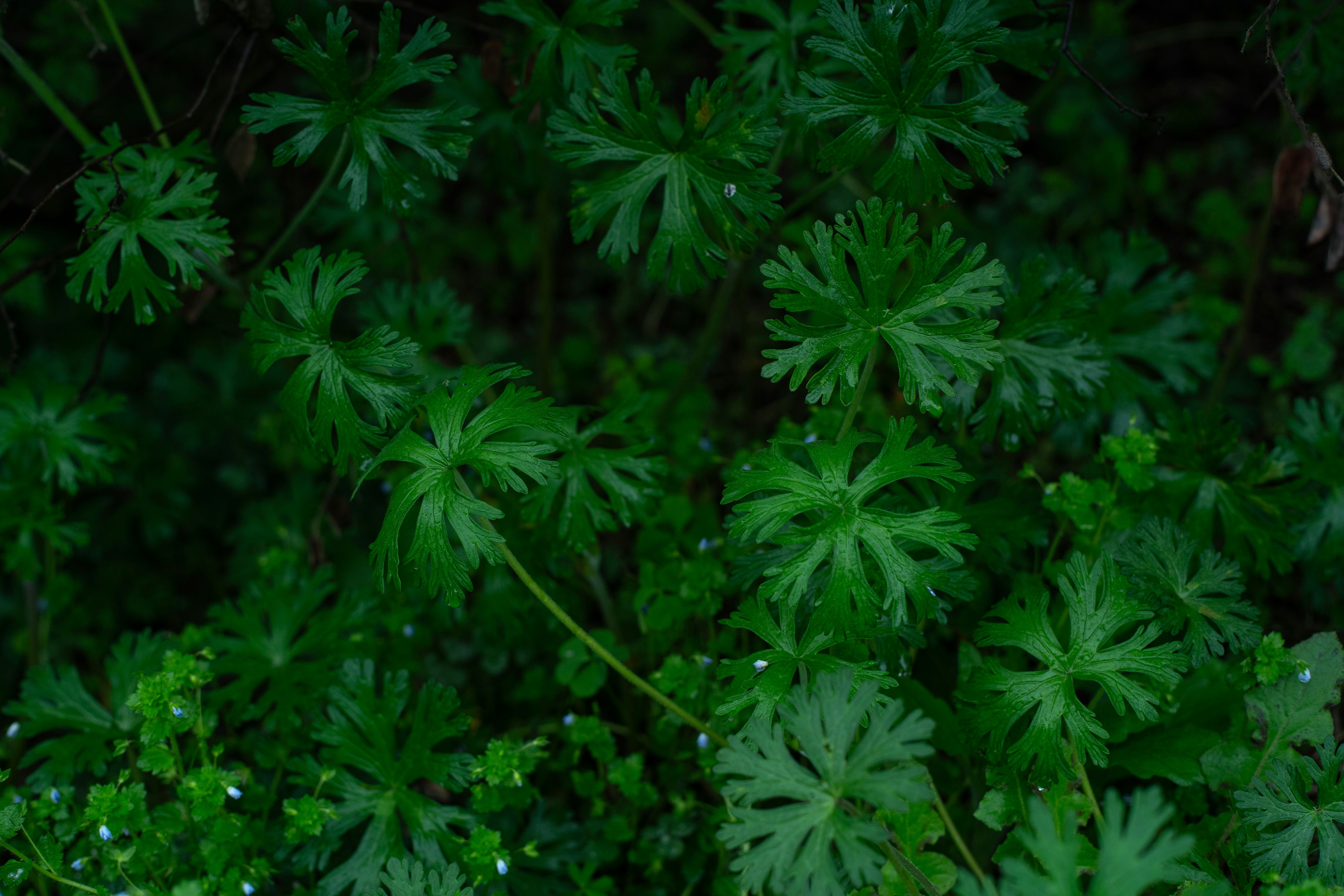 Emerald Leaf Carpet: Fern-like Foliage in Dense Understory