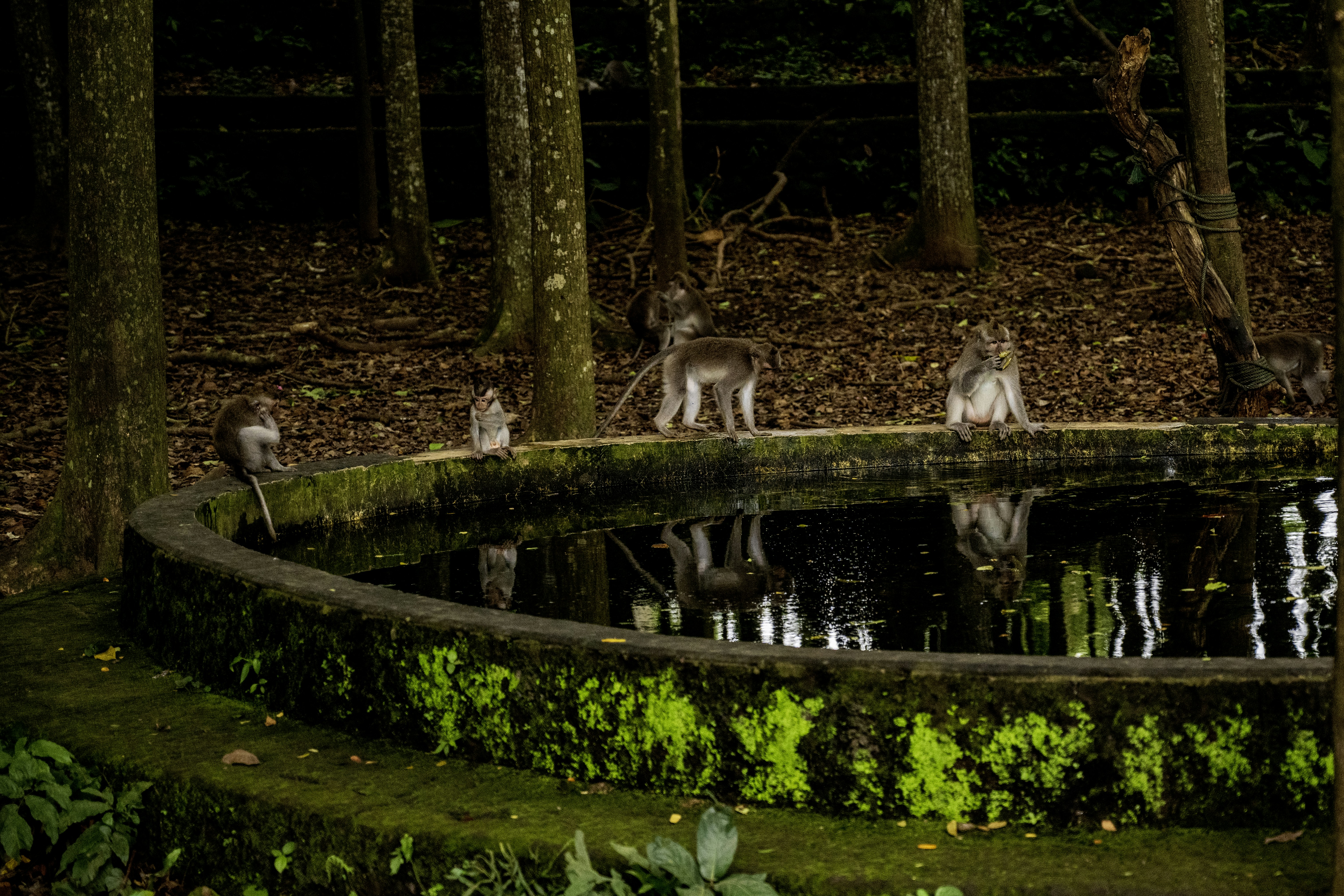 Monks of the Mossy Pond: A Quiet Parade by the Water