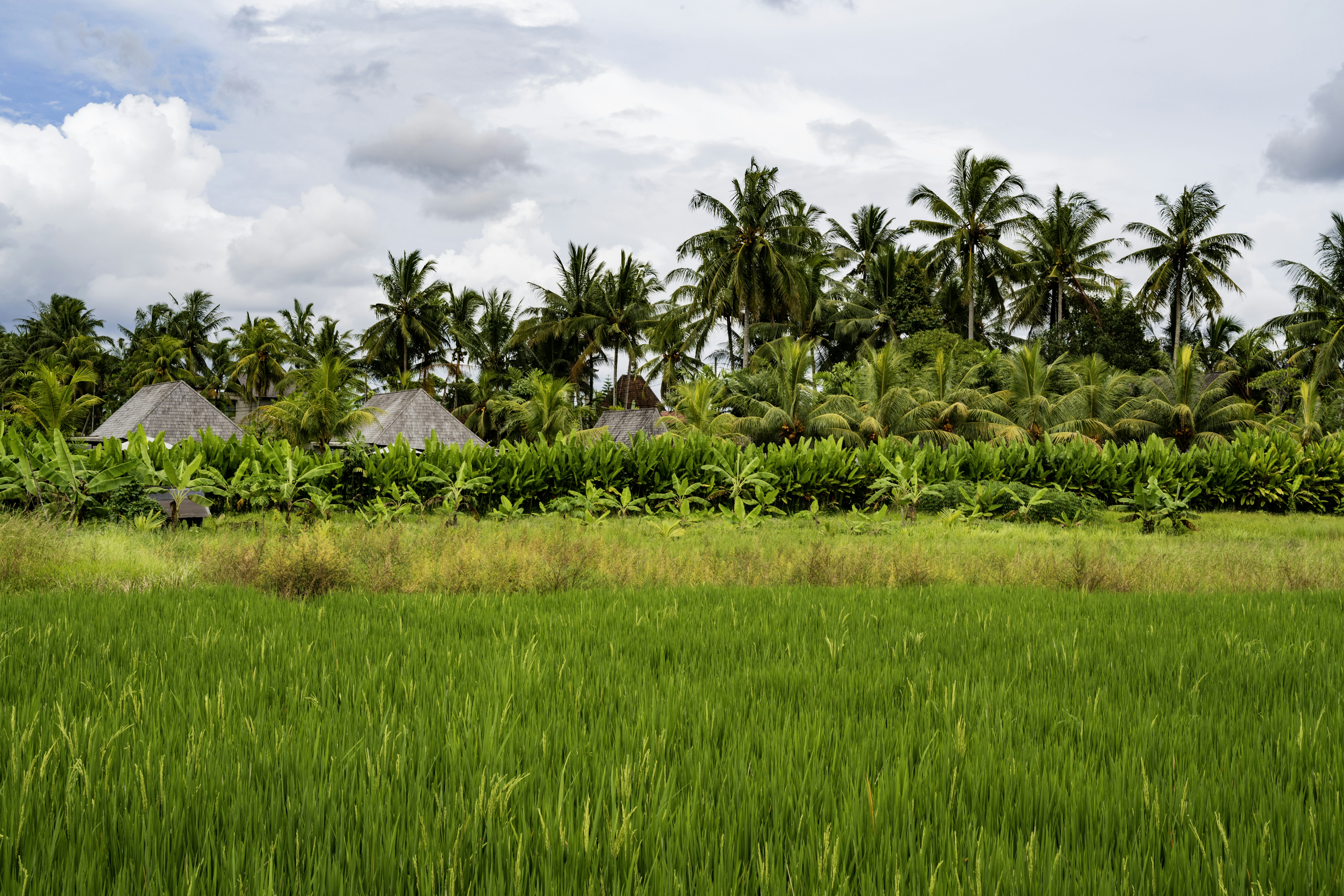 Verdant Horizon: Rice Fields Meet Palm Backdrop