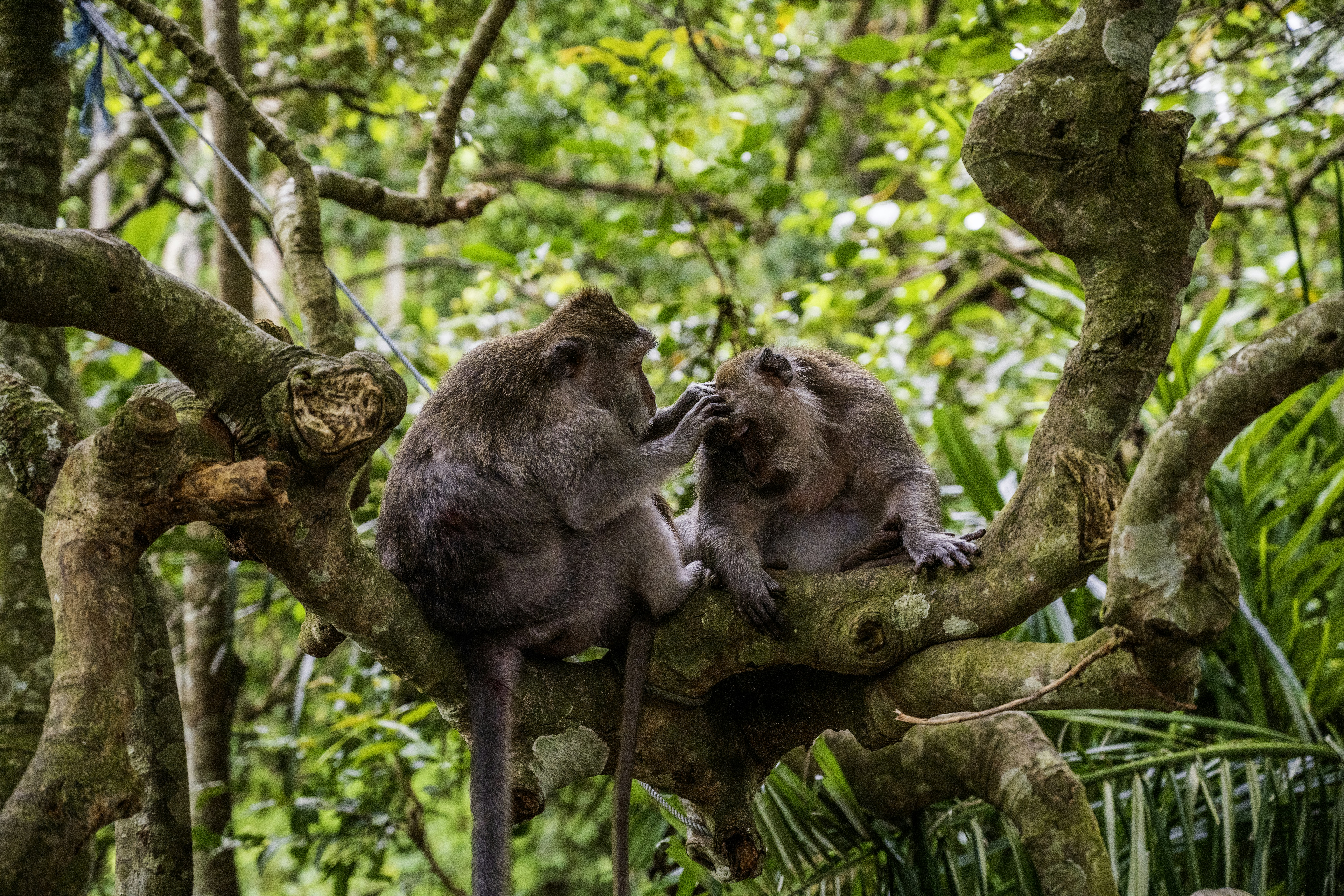 Grooming Moment: Twin Monkeys on a Lichen-braced Branch