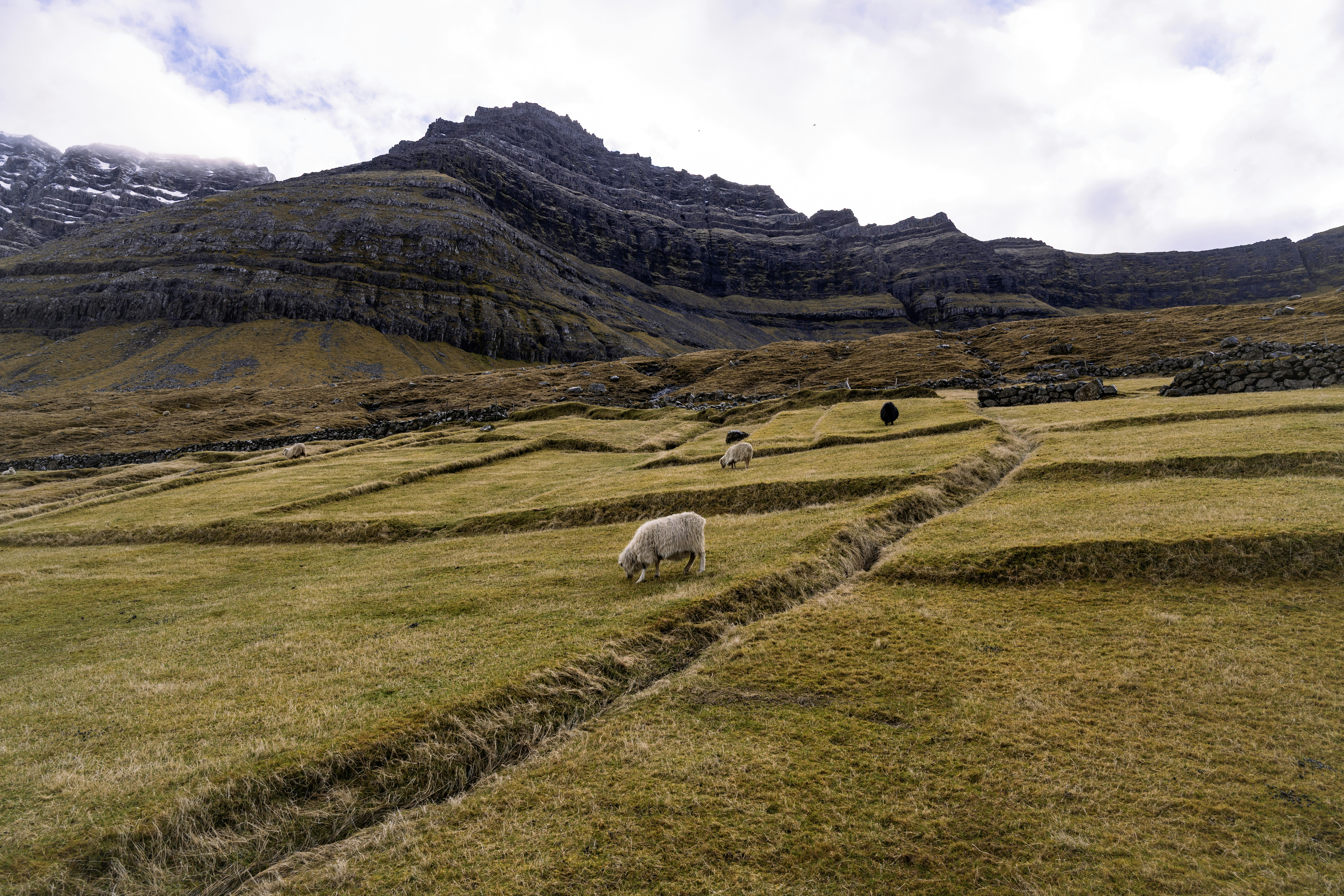 Lambs and Limestone: A Highland Field Under Striated Cliffs