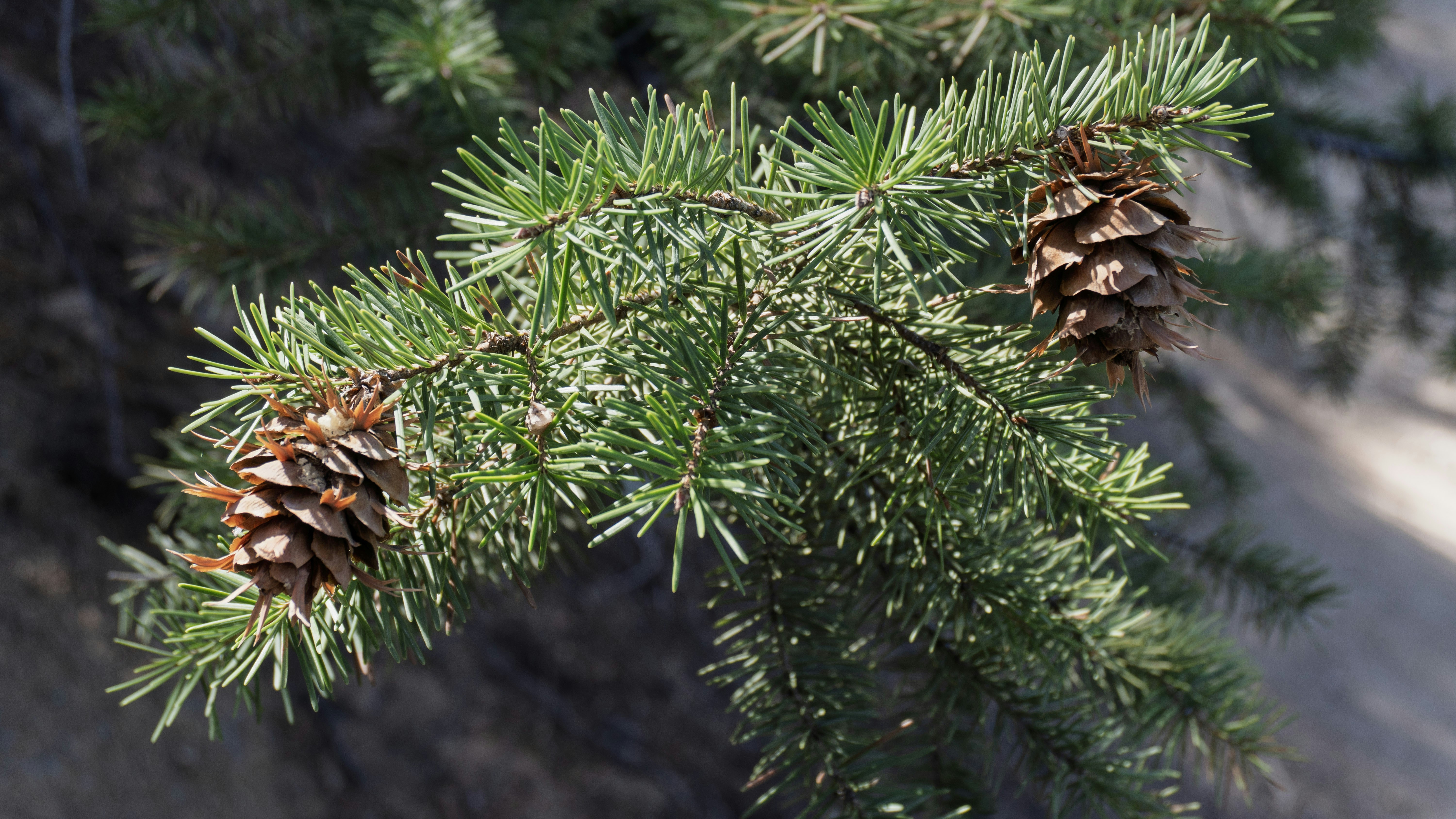 Pine Cone Perch: A Quiet Moment on Needle-Soft Sprigs