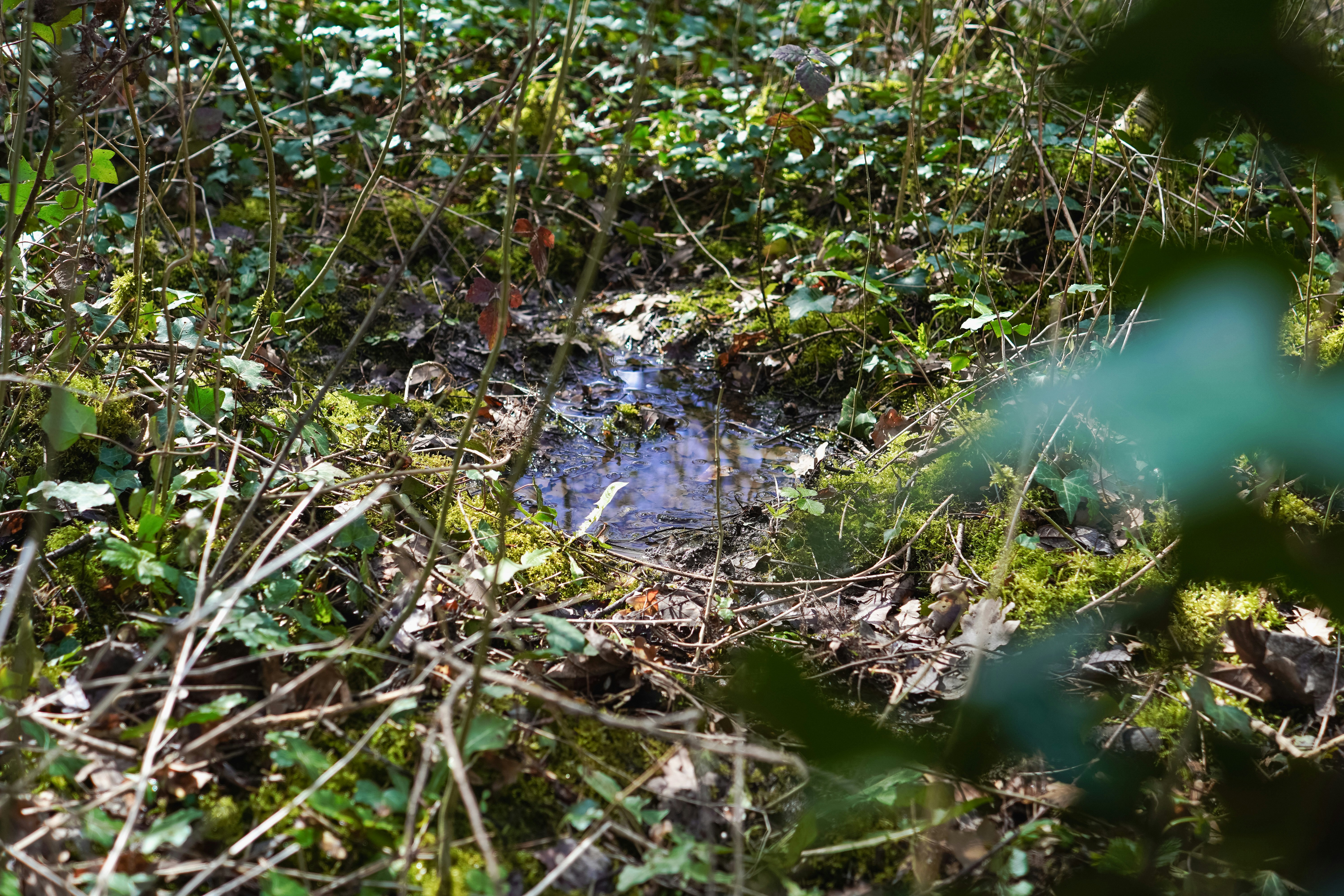 Hidden Creek in a Tangled Green Frame