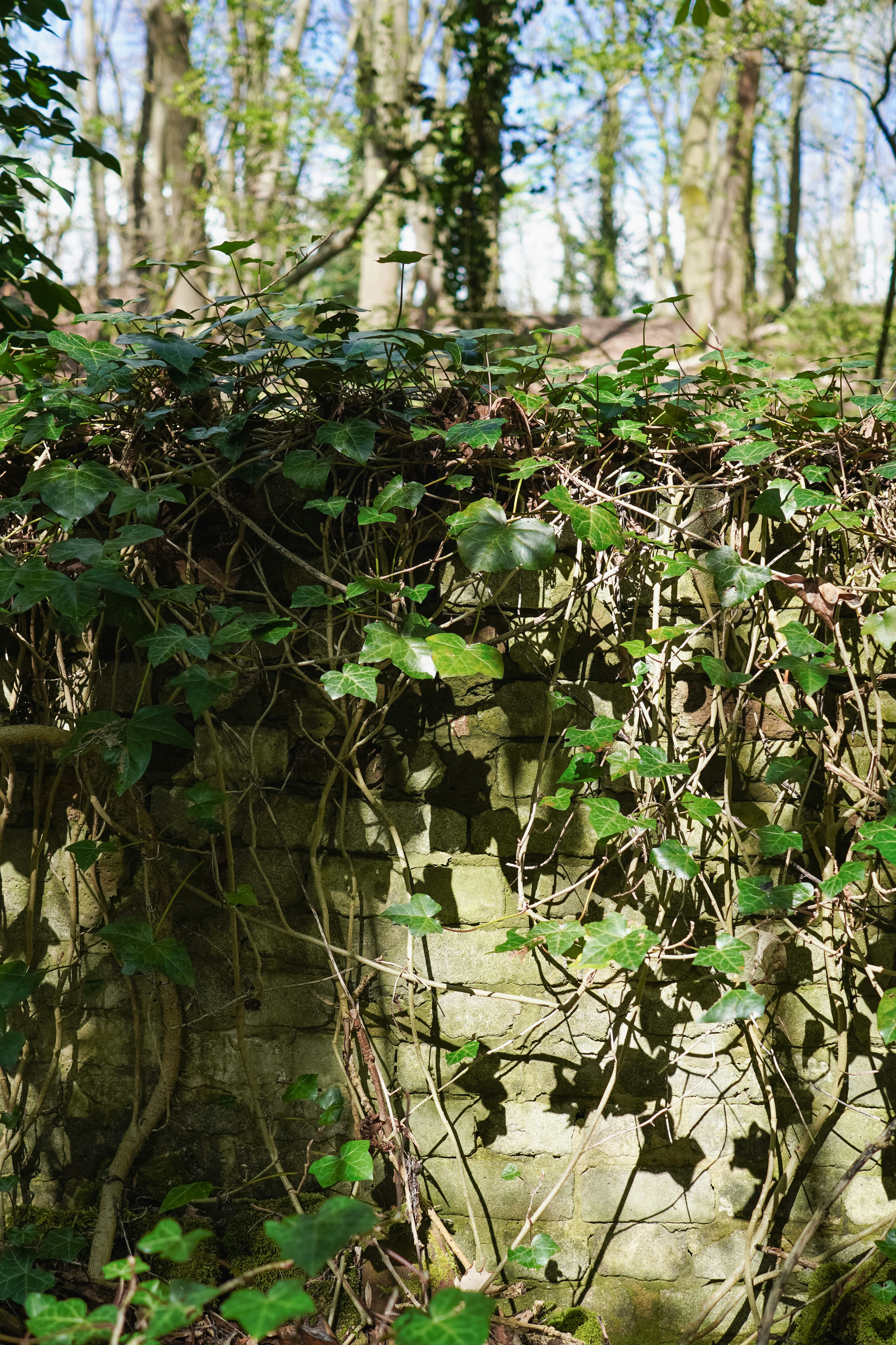 Ancient ivy-clad wall peering from a sunlit forest