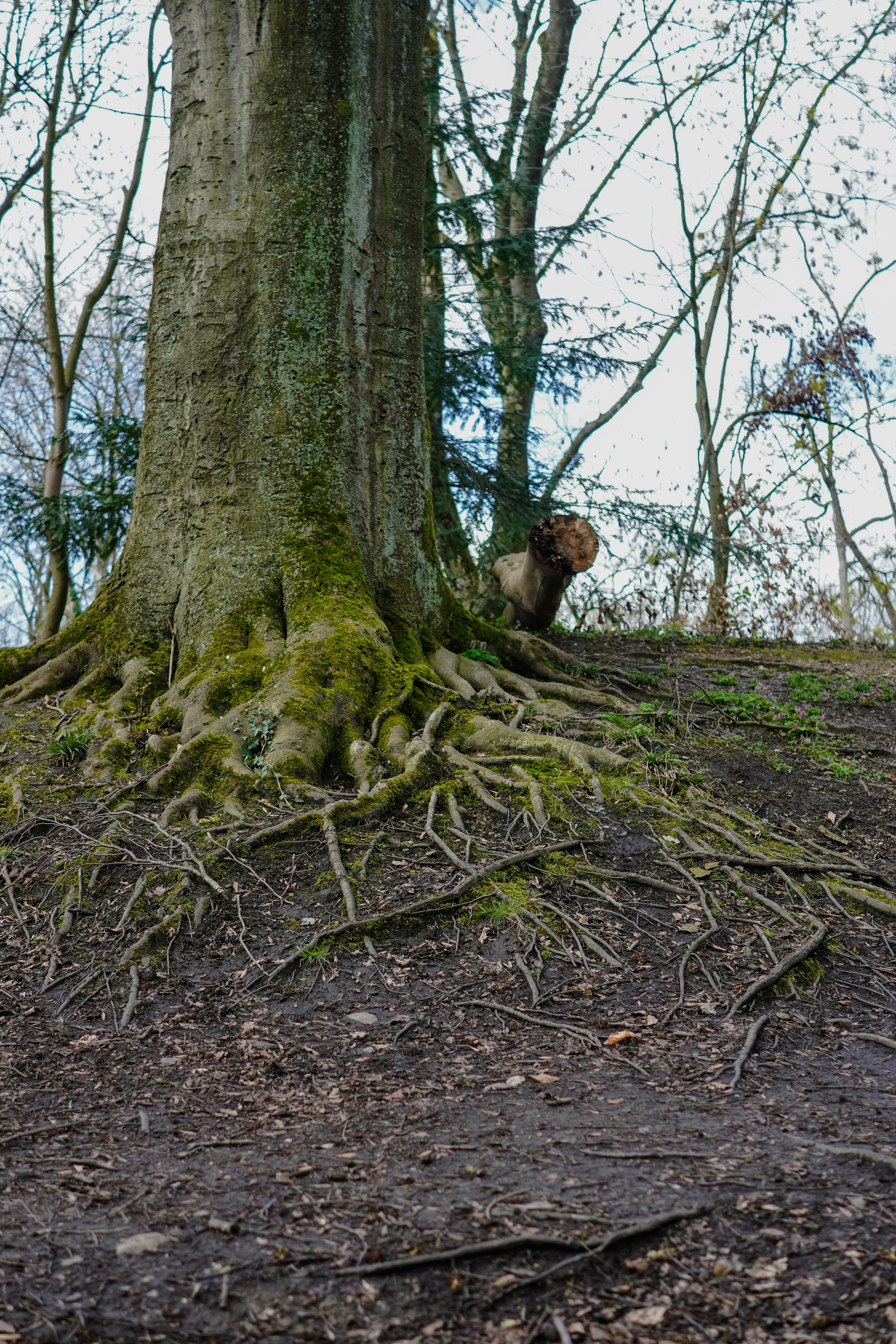 Rooted Sentinel: A Quiet Moment at the Base of an Ancient Tree