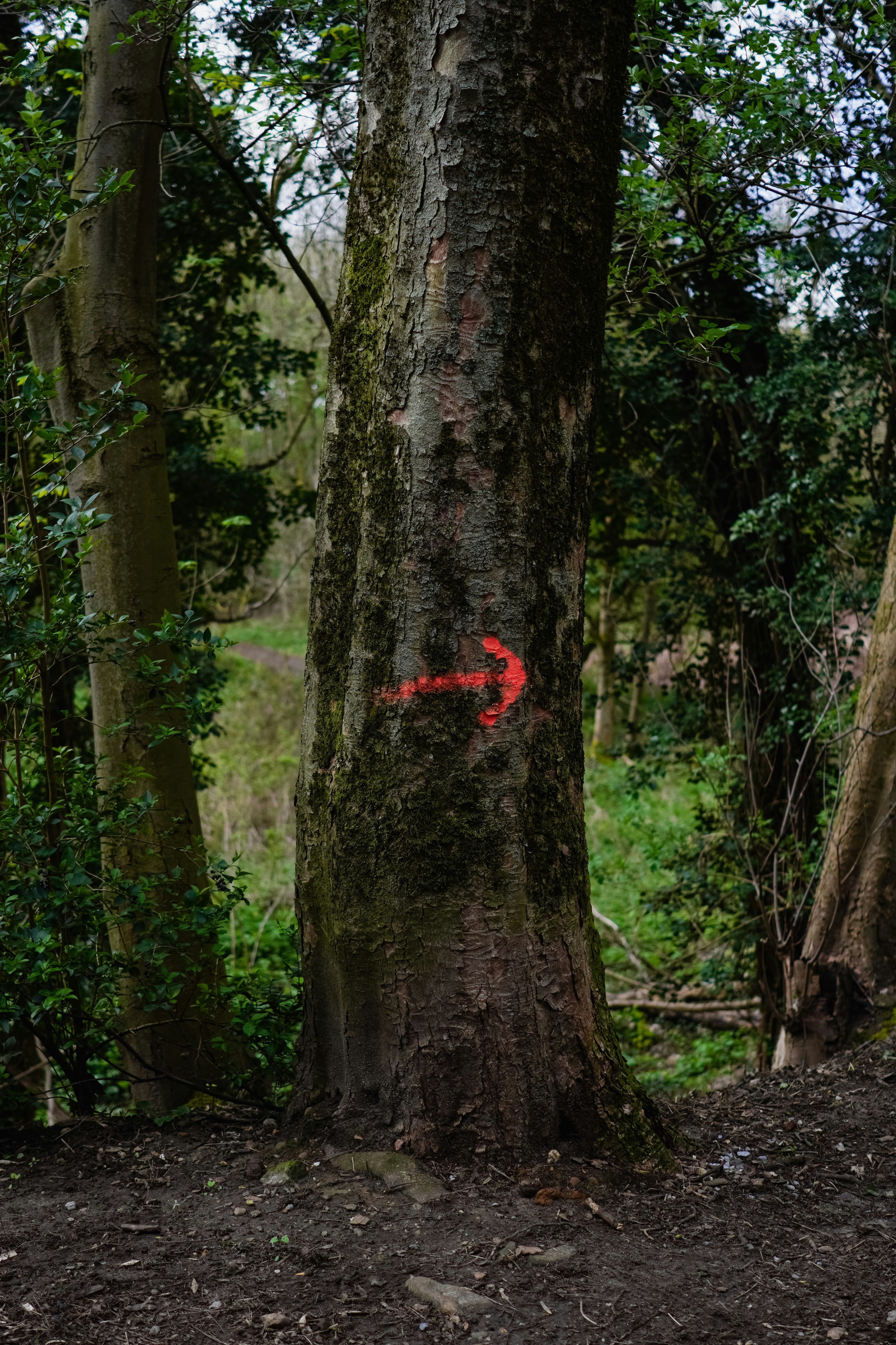 Arrow Mark on Tree: Guiding Path Through a Quiet Forest Walk