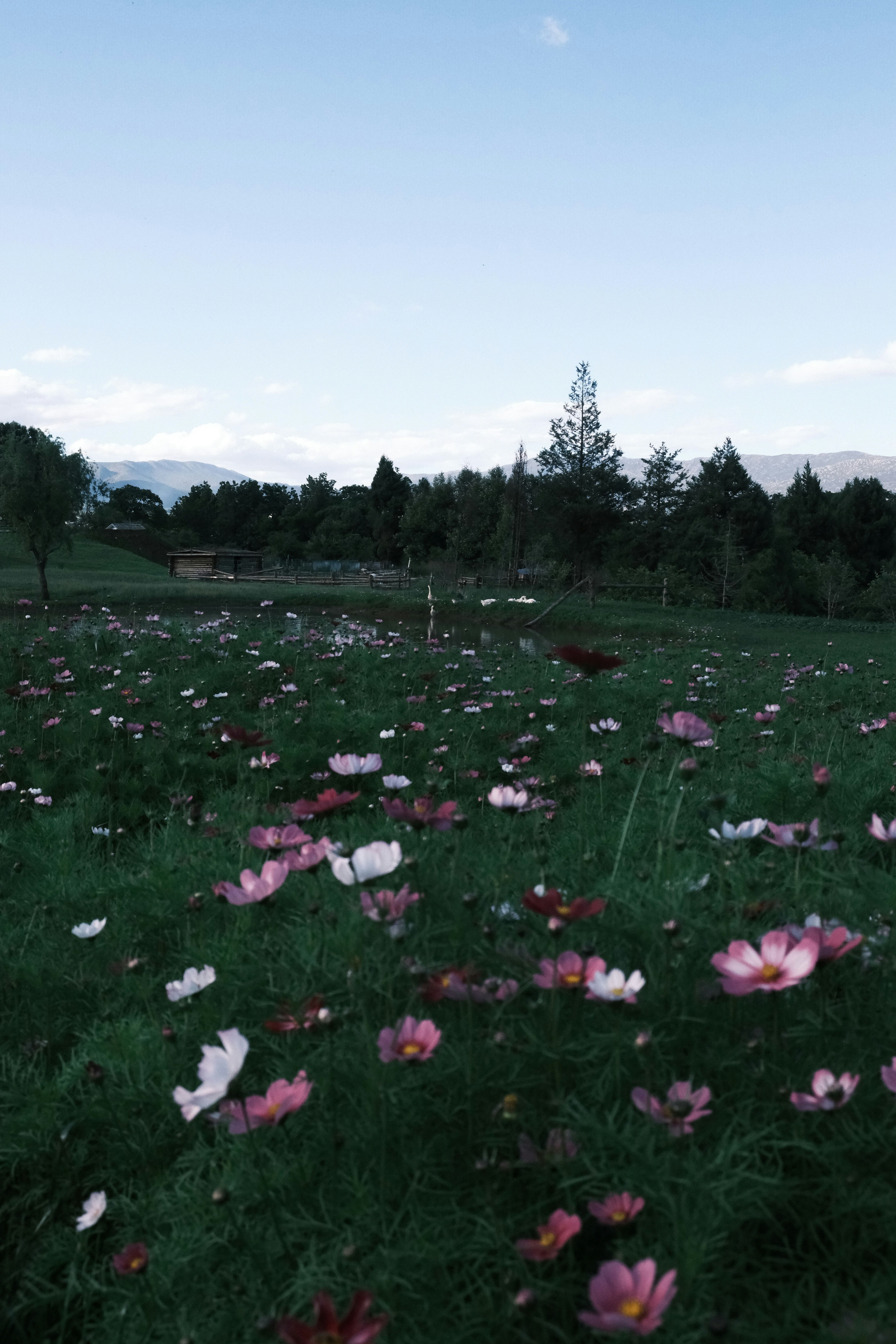 Bloom Field at Dusk: A Quiet Meadow Under Open Sky