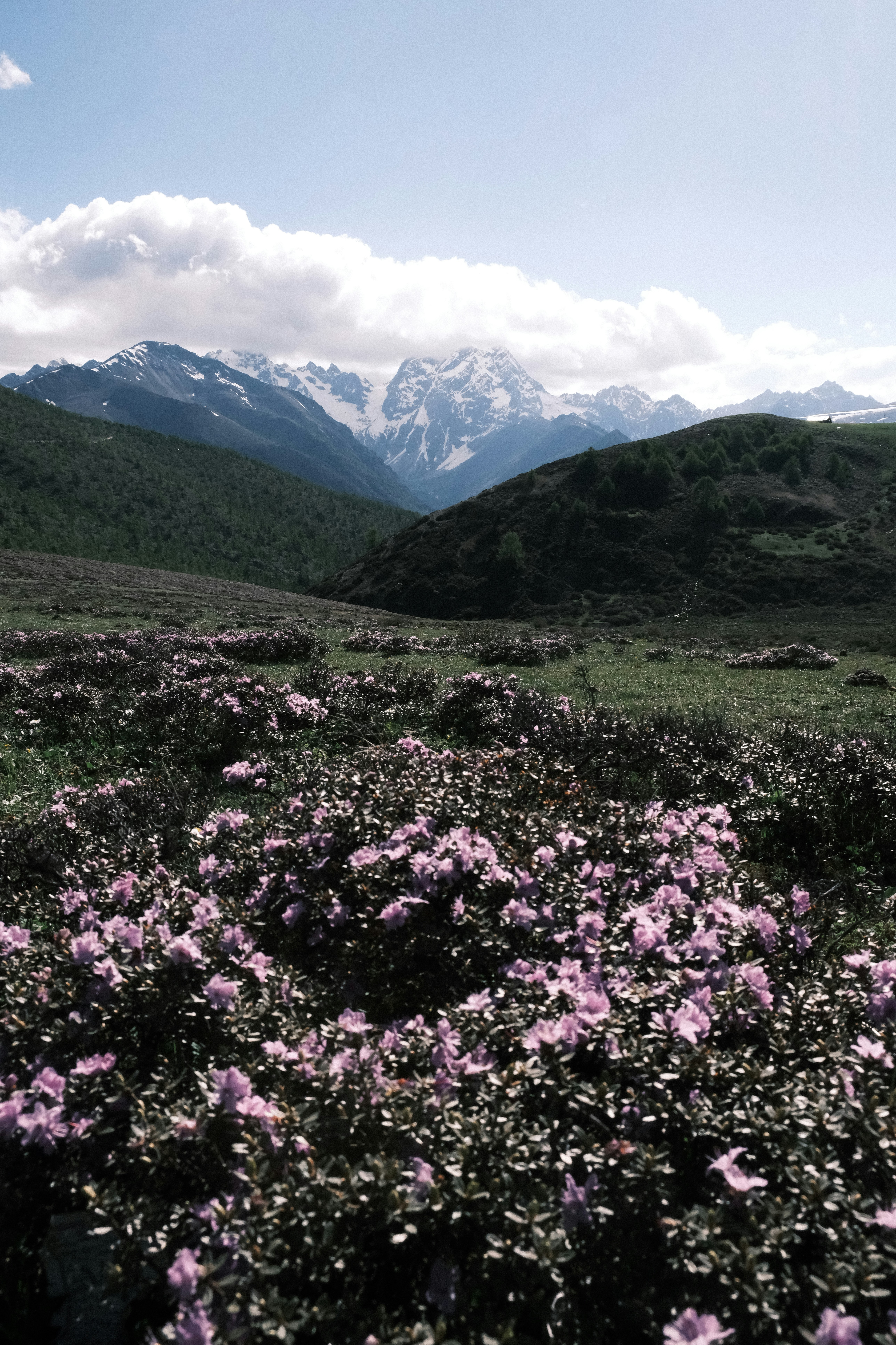 Pink heather in bloom with distant snow-capped peaks