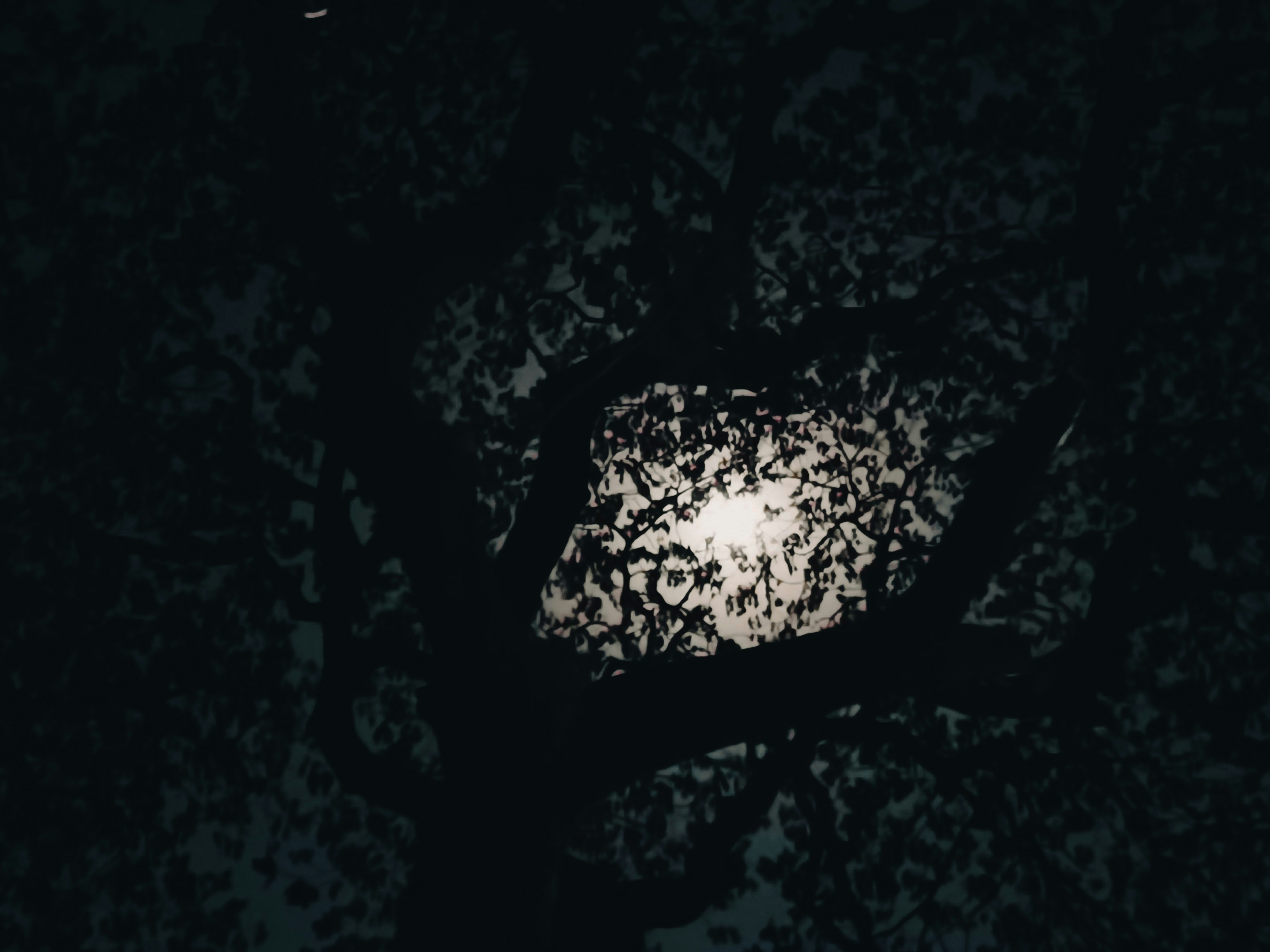 Moonlit canopy: the glow through the branches
