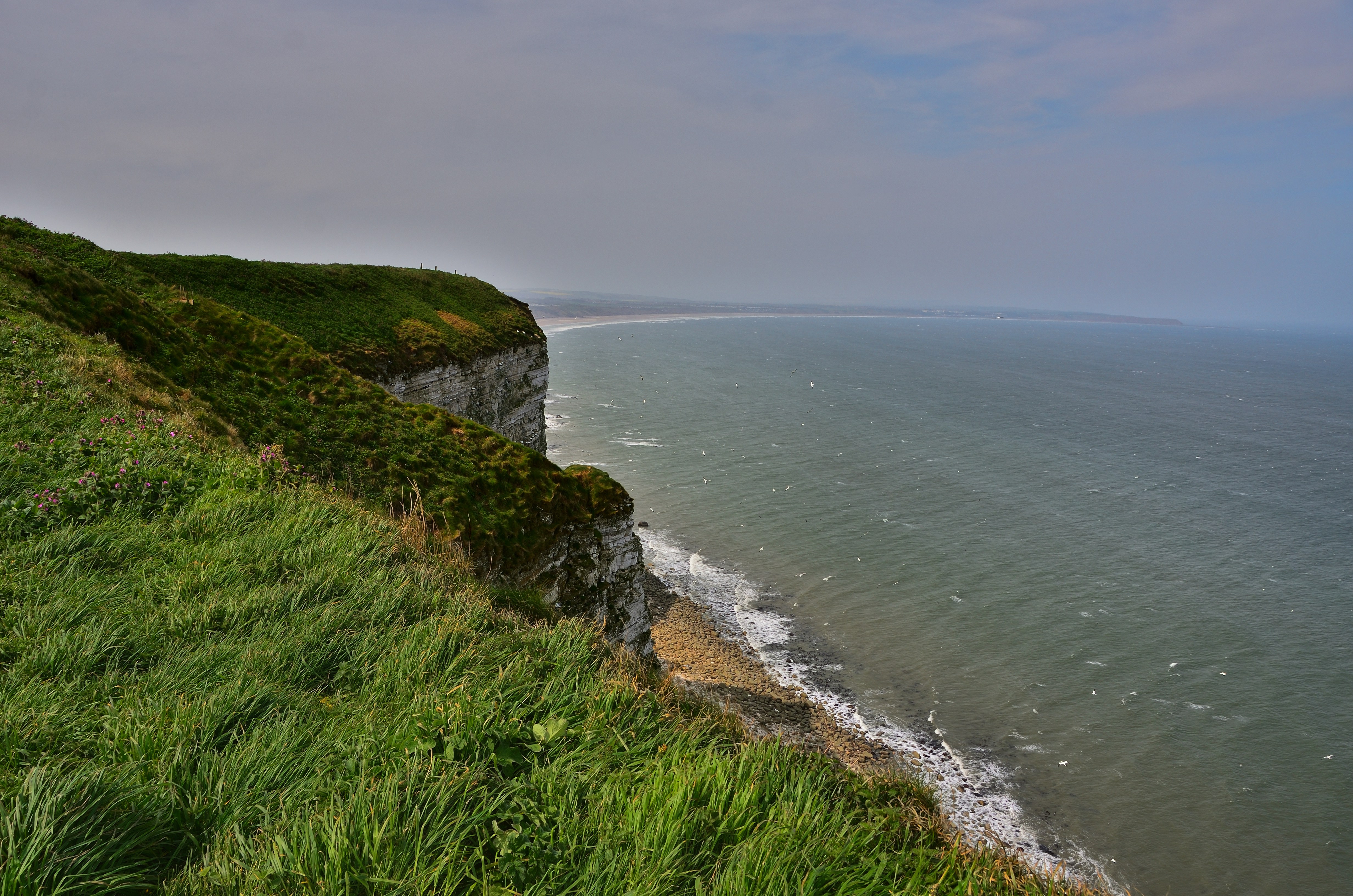 Cliffside Green Verge Over a Calm Coastal Expanse
