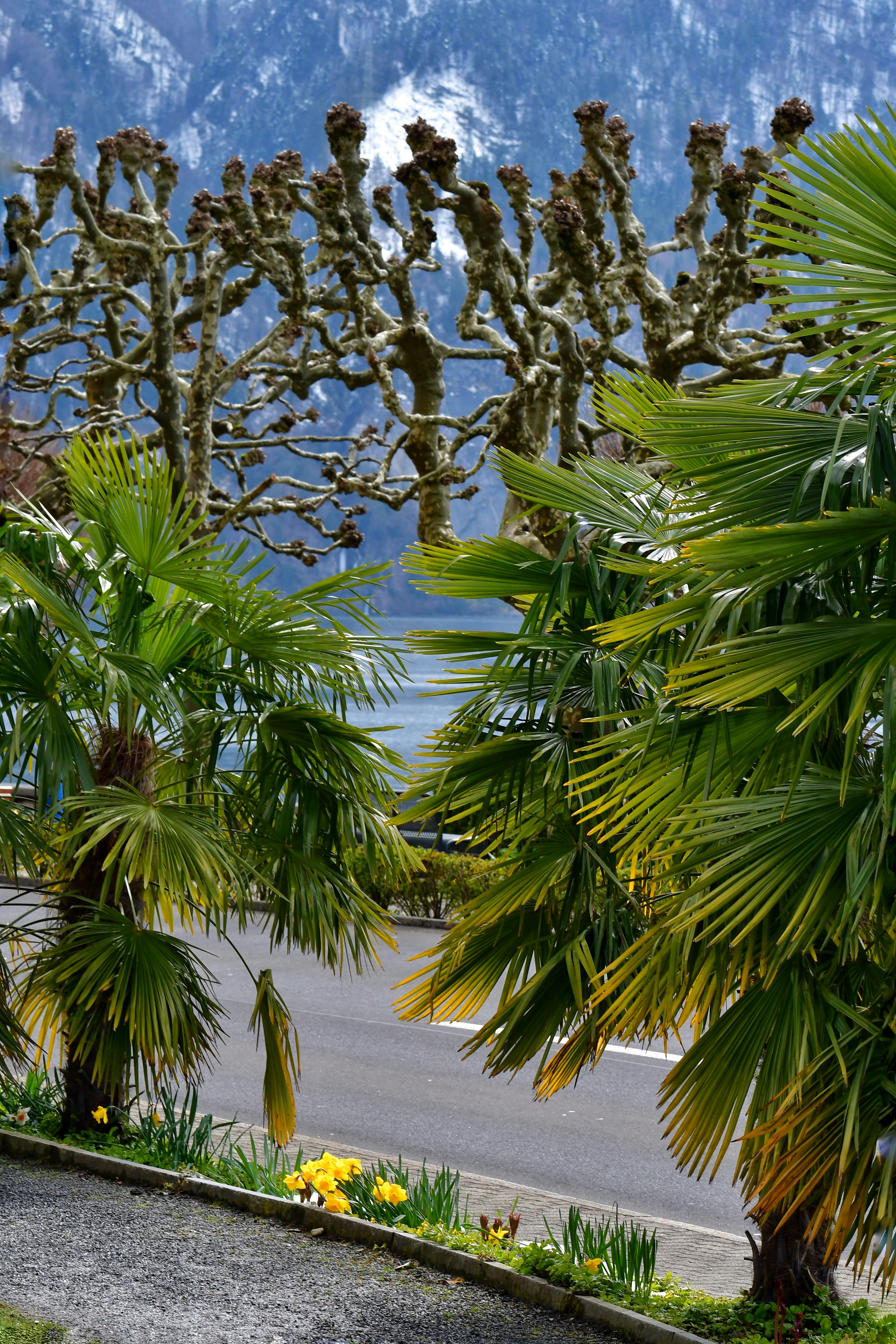 Verdant Palm Corridor Framed by Pruned Branches Against a Mountain Backdrop