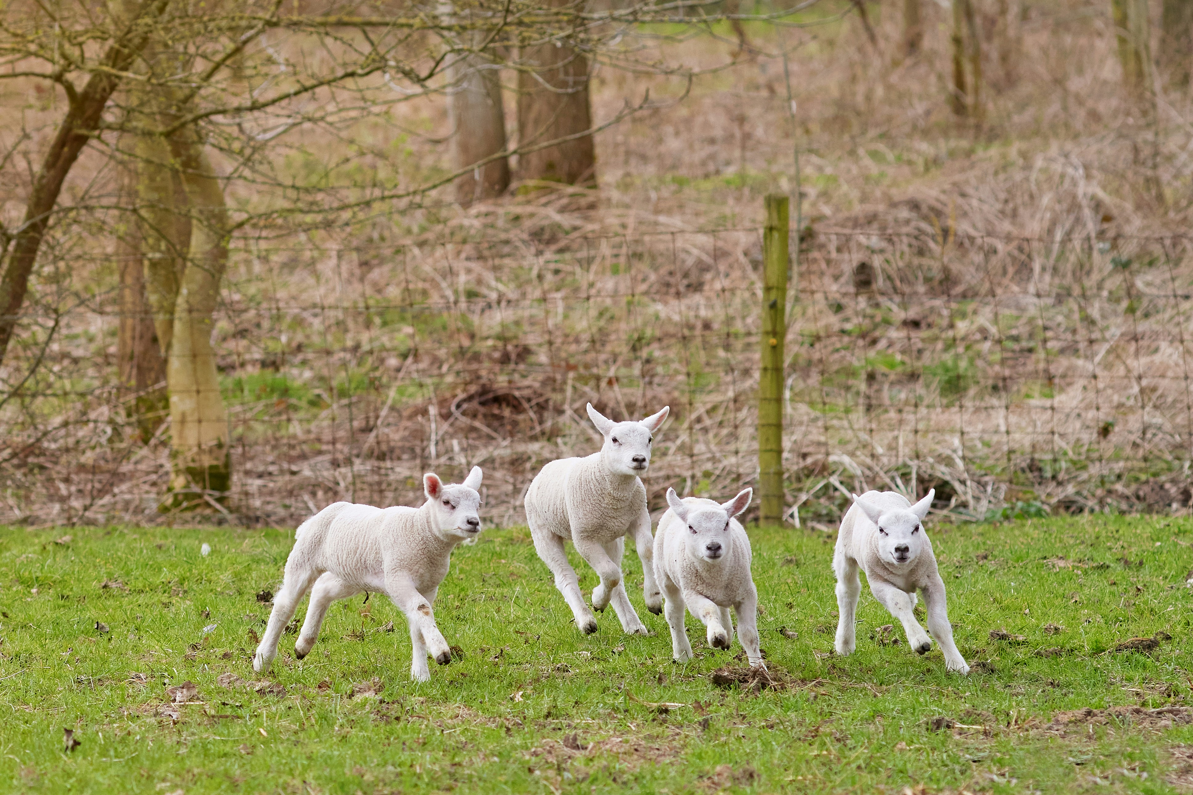 Four White Lambs Dashing Across a Spring Meadow