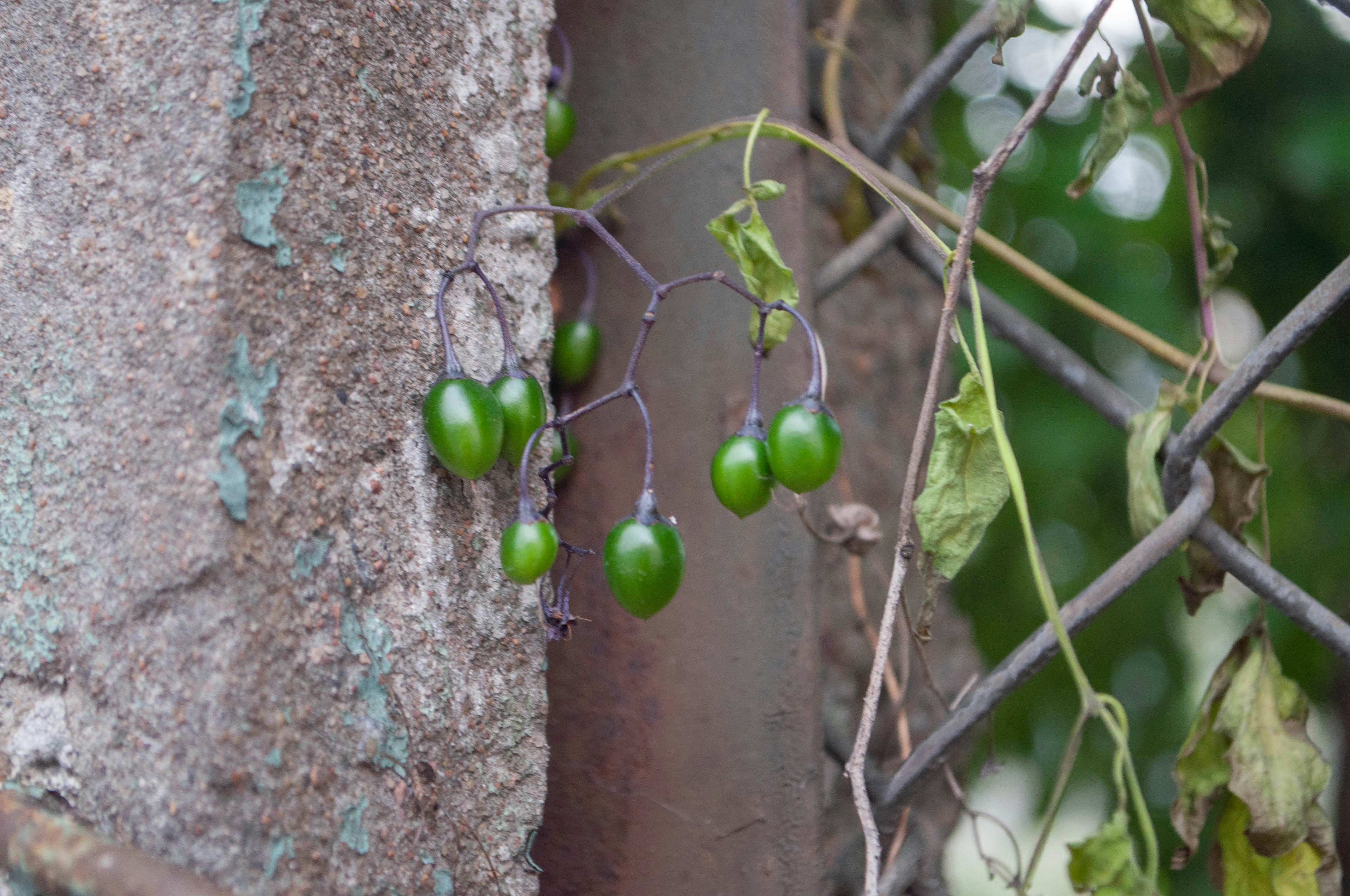 Green berries cling to a weathered wall amid tangled vines