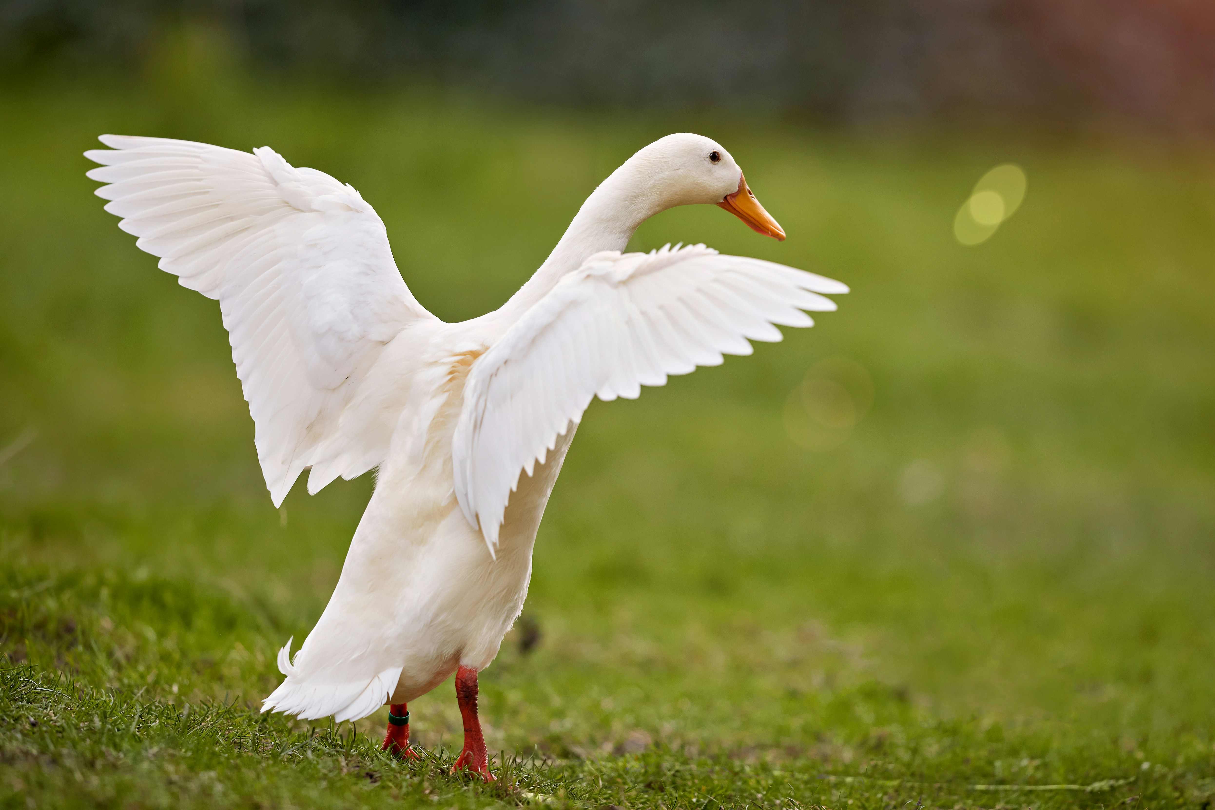 Graceful white domestic Indian runner duck stretches its wings wide on lush green grass. A beautiful moment of a farm bird in its natural outdoor habitat.