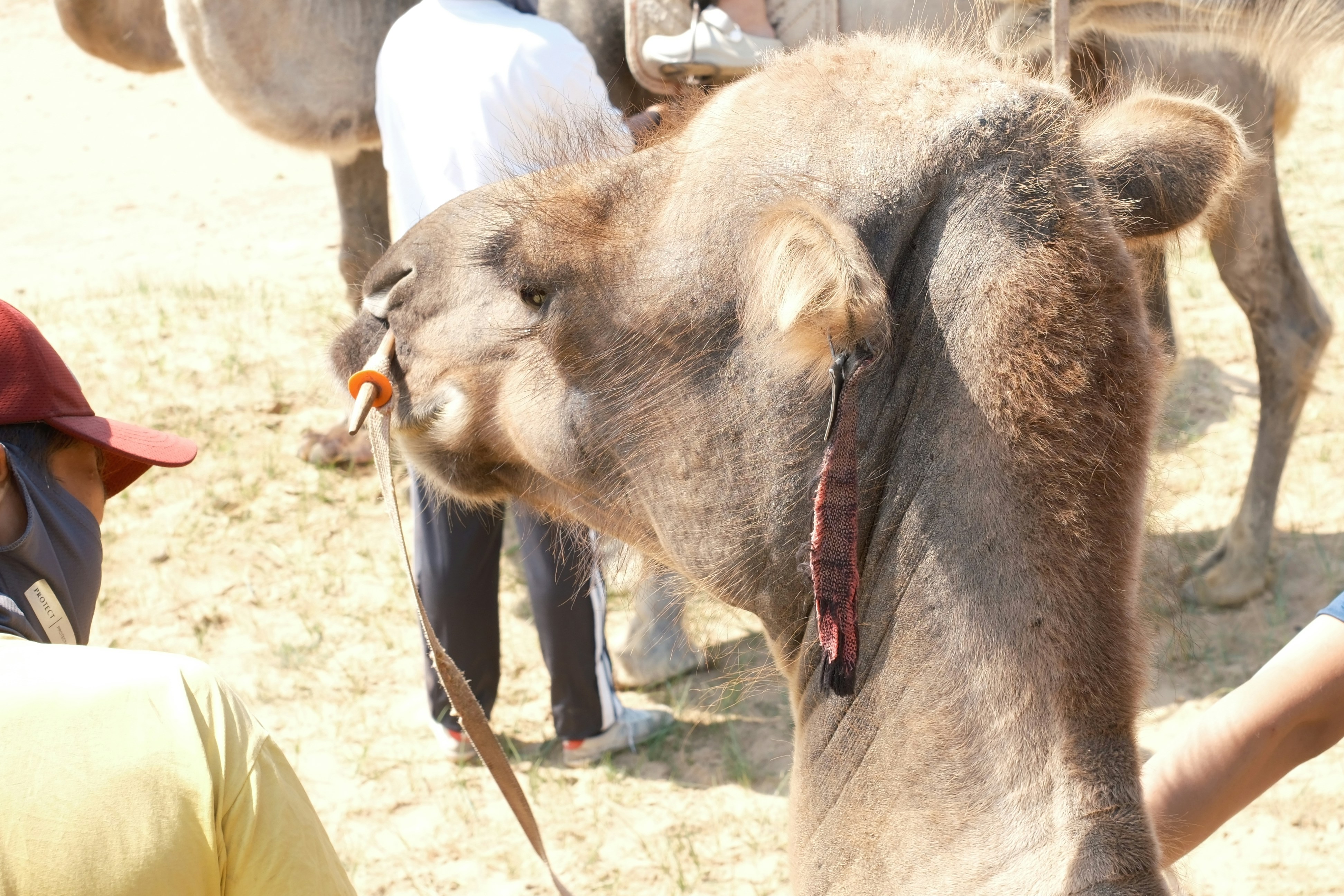 Close-Up on a Curved Muzzle: A Camel in a Sunlit Interaction