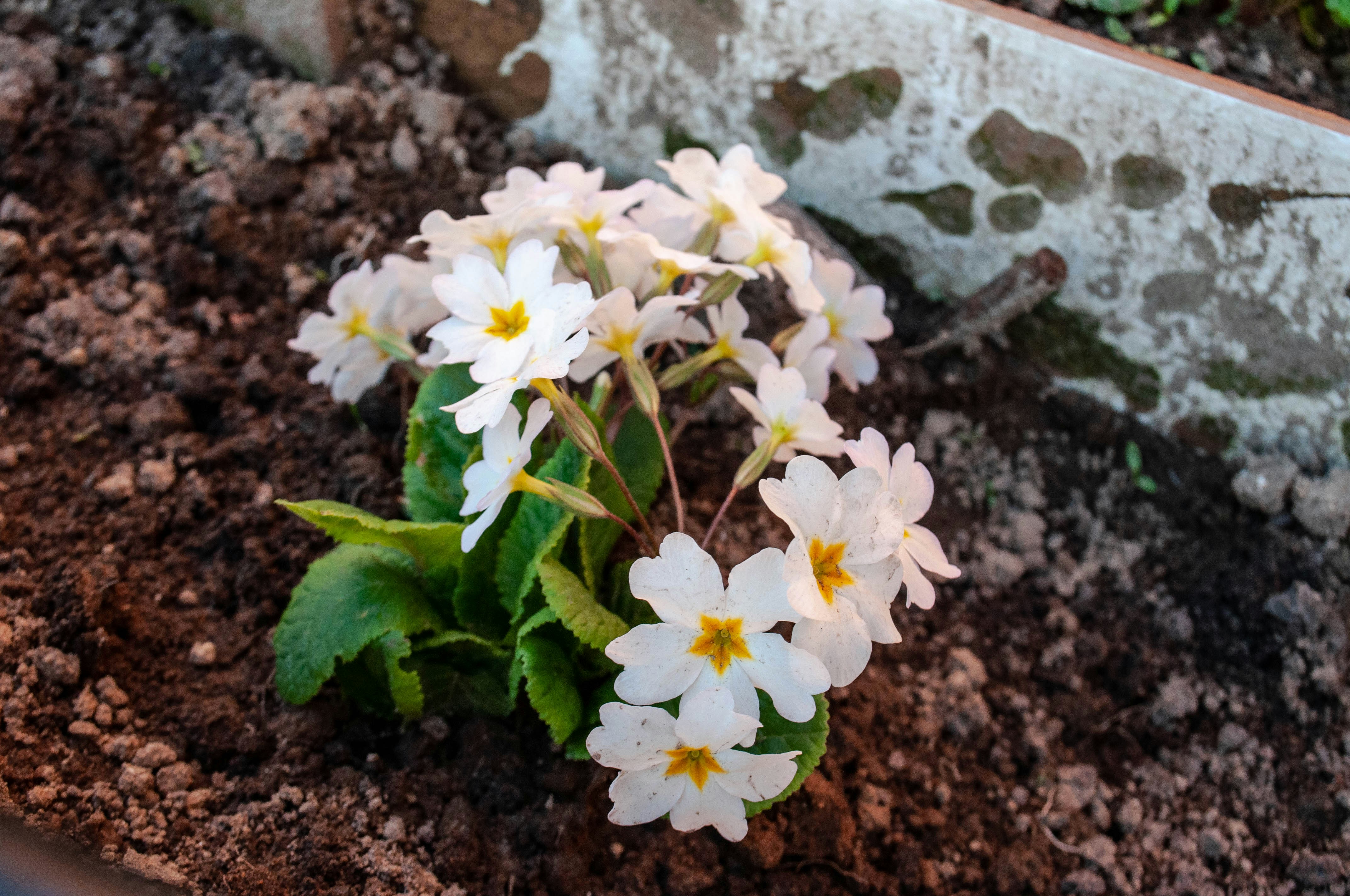 Tiny white blossoms emerge from rustic soil in a planter