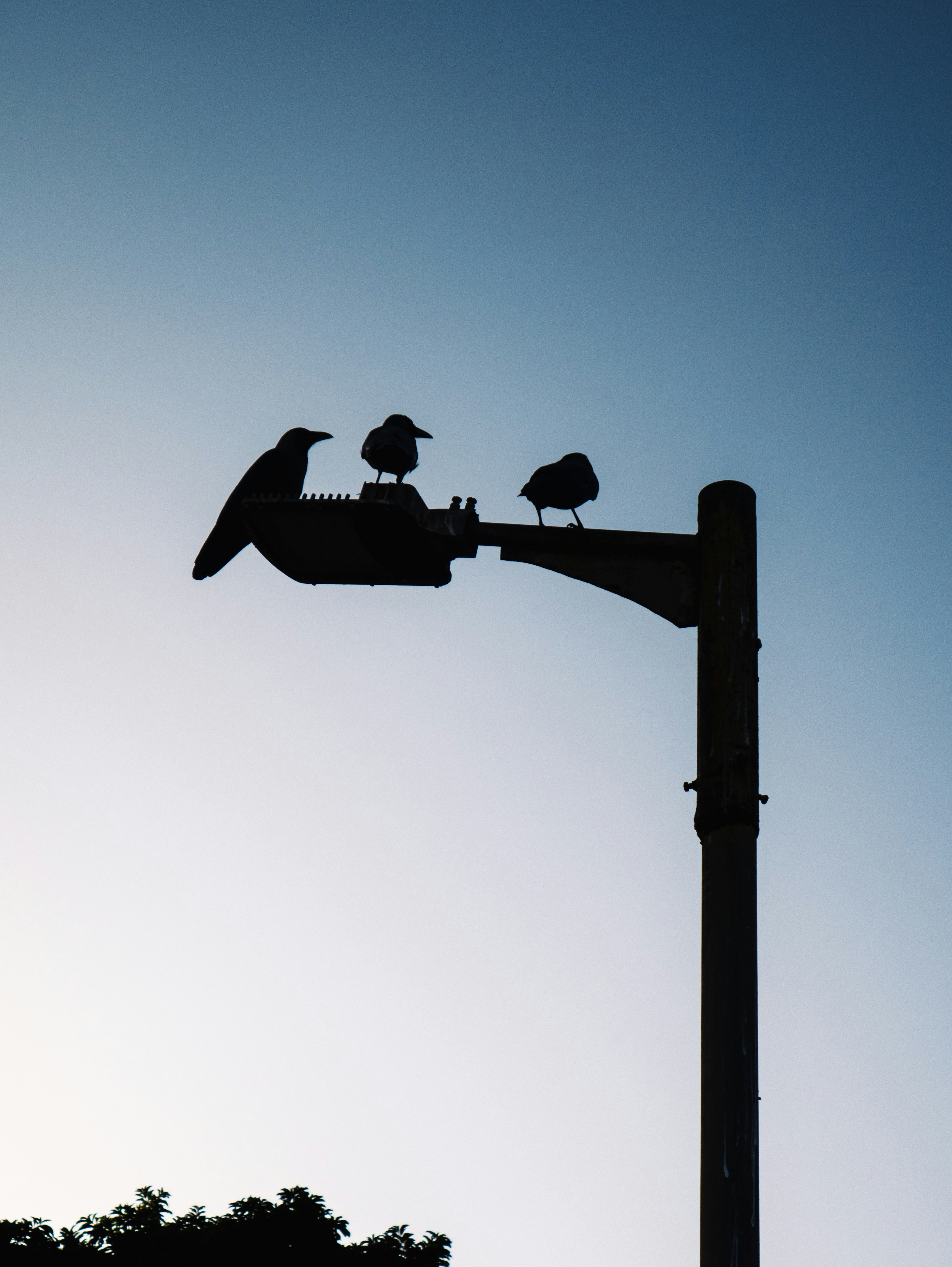 Perched silhouettes: three gulls on a street lamp against a pale dawn sky