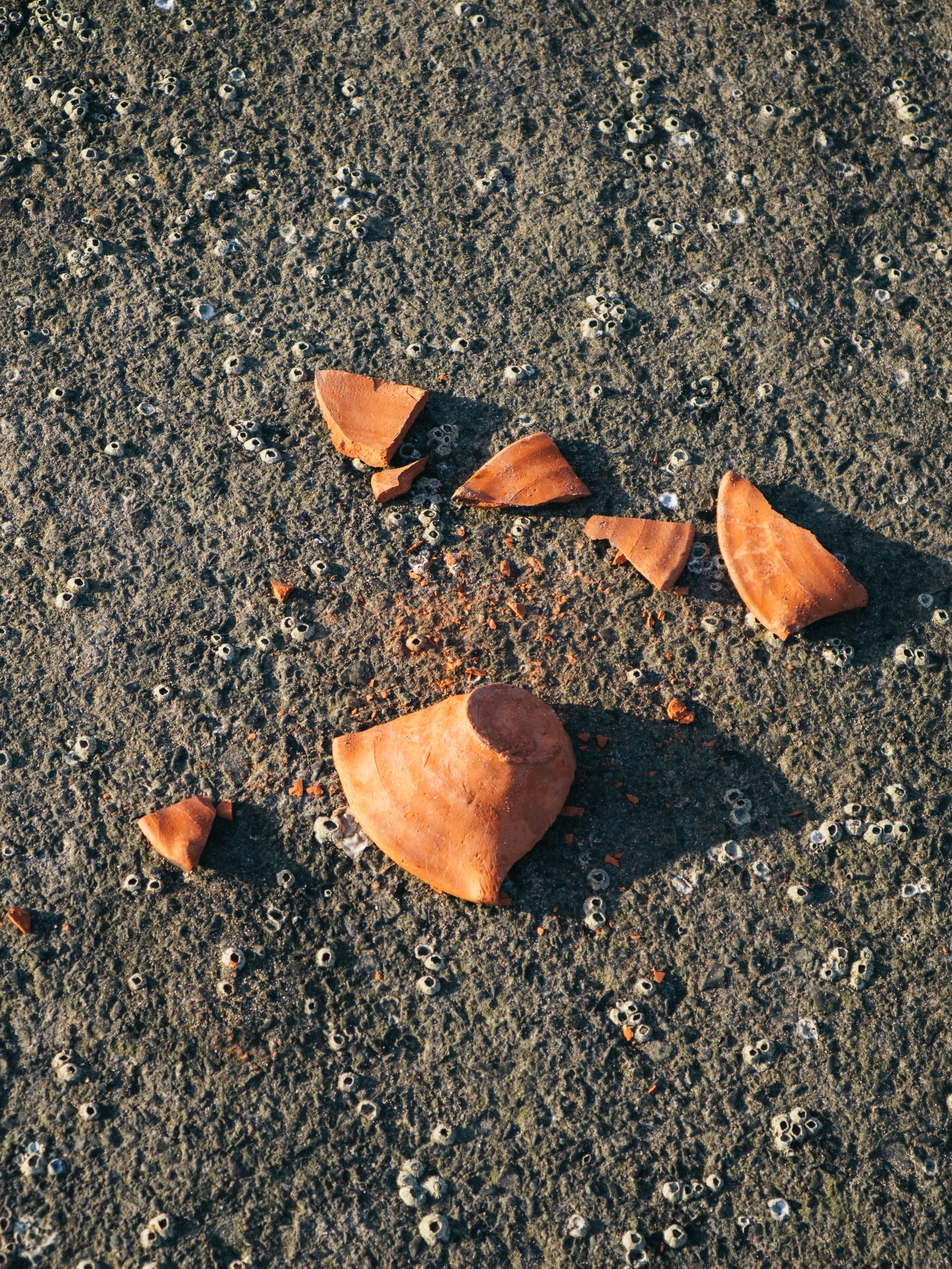 Orange Sea-shell Fragments on Sandy Shore with Foam Dots