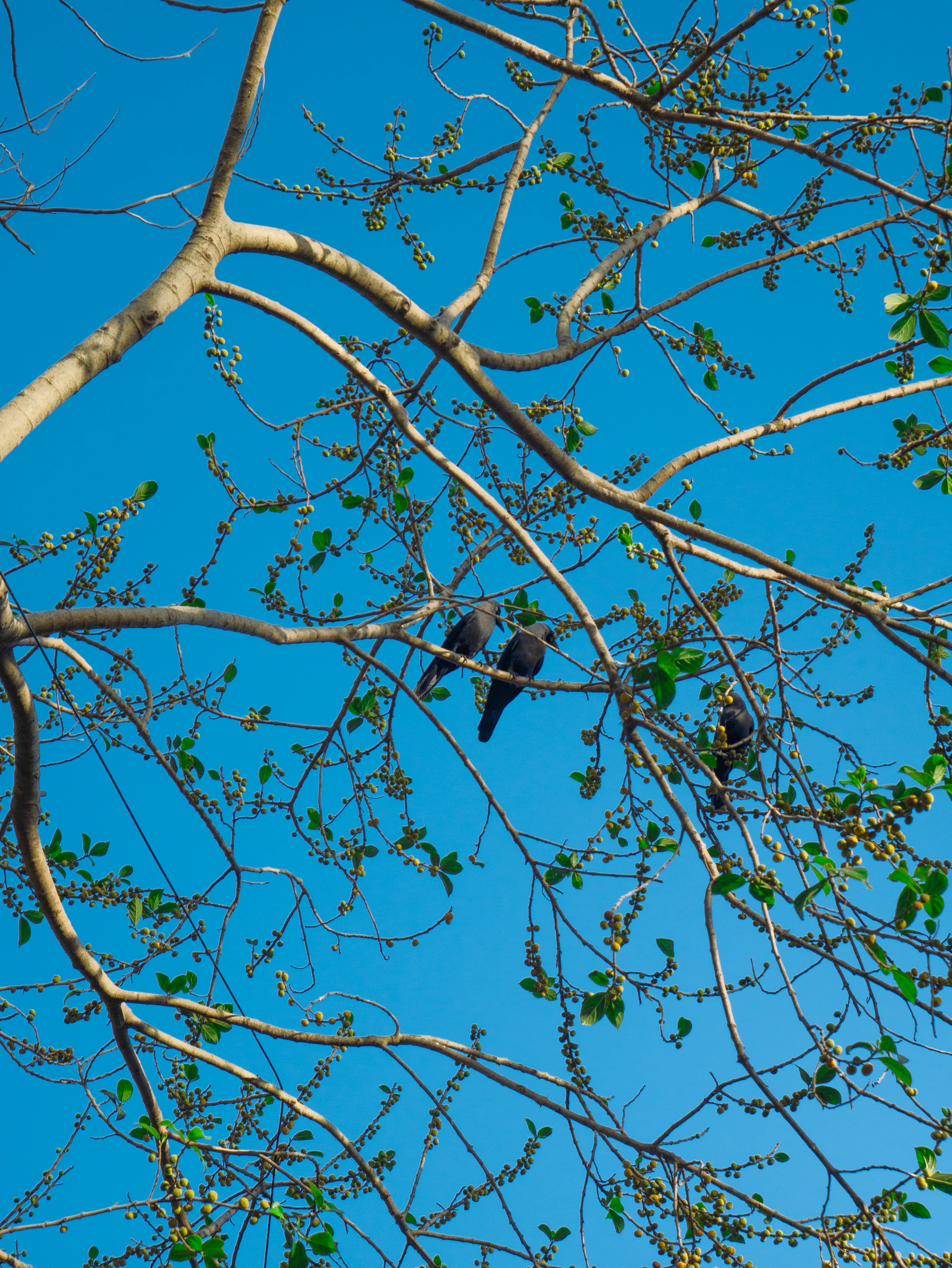Blue Sky Rendezvous: Two Birds Amid Leafy Skeletons