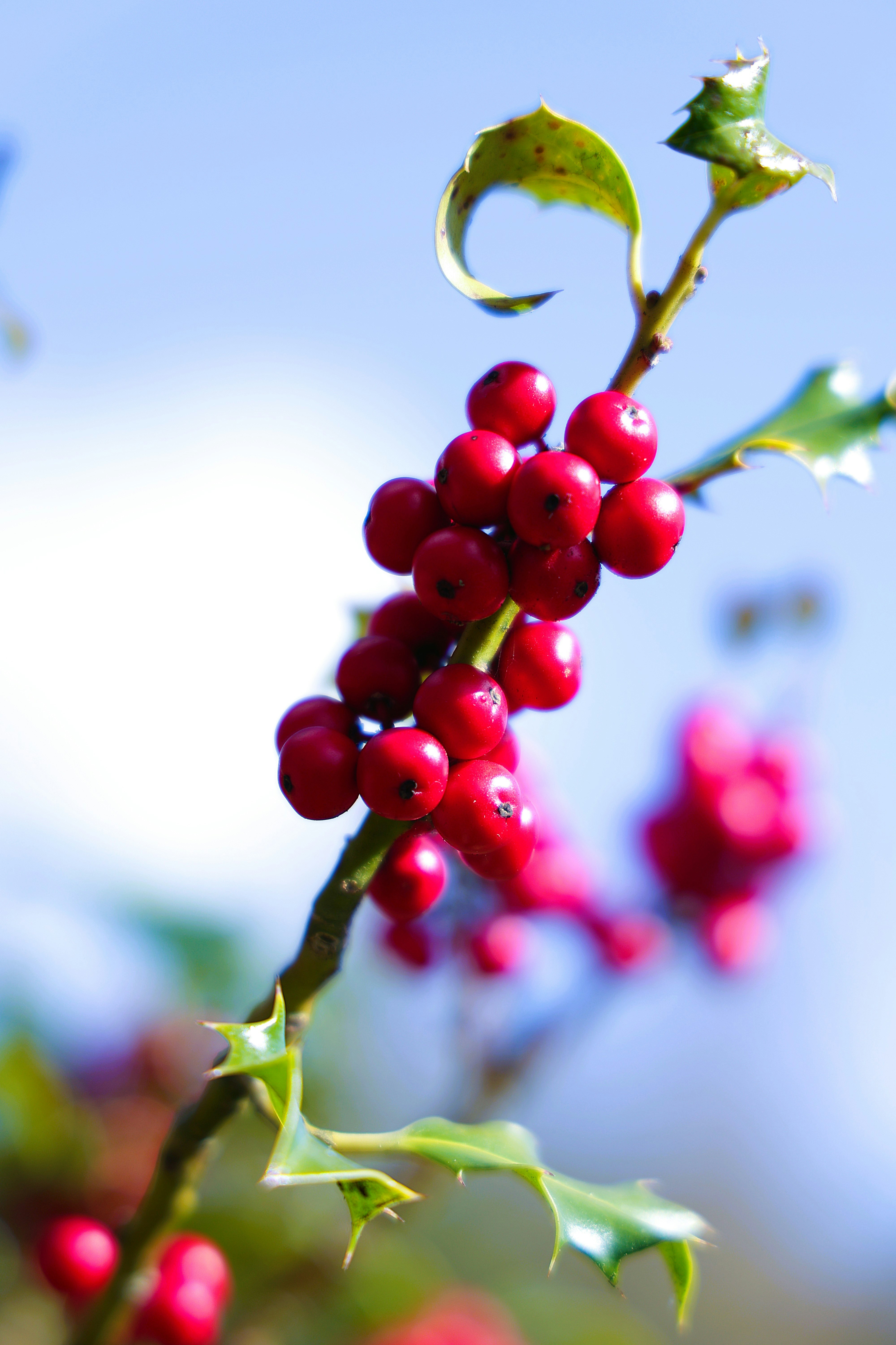 Crimson Berry Cluster Reaches Toward a Clear Sky