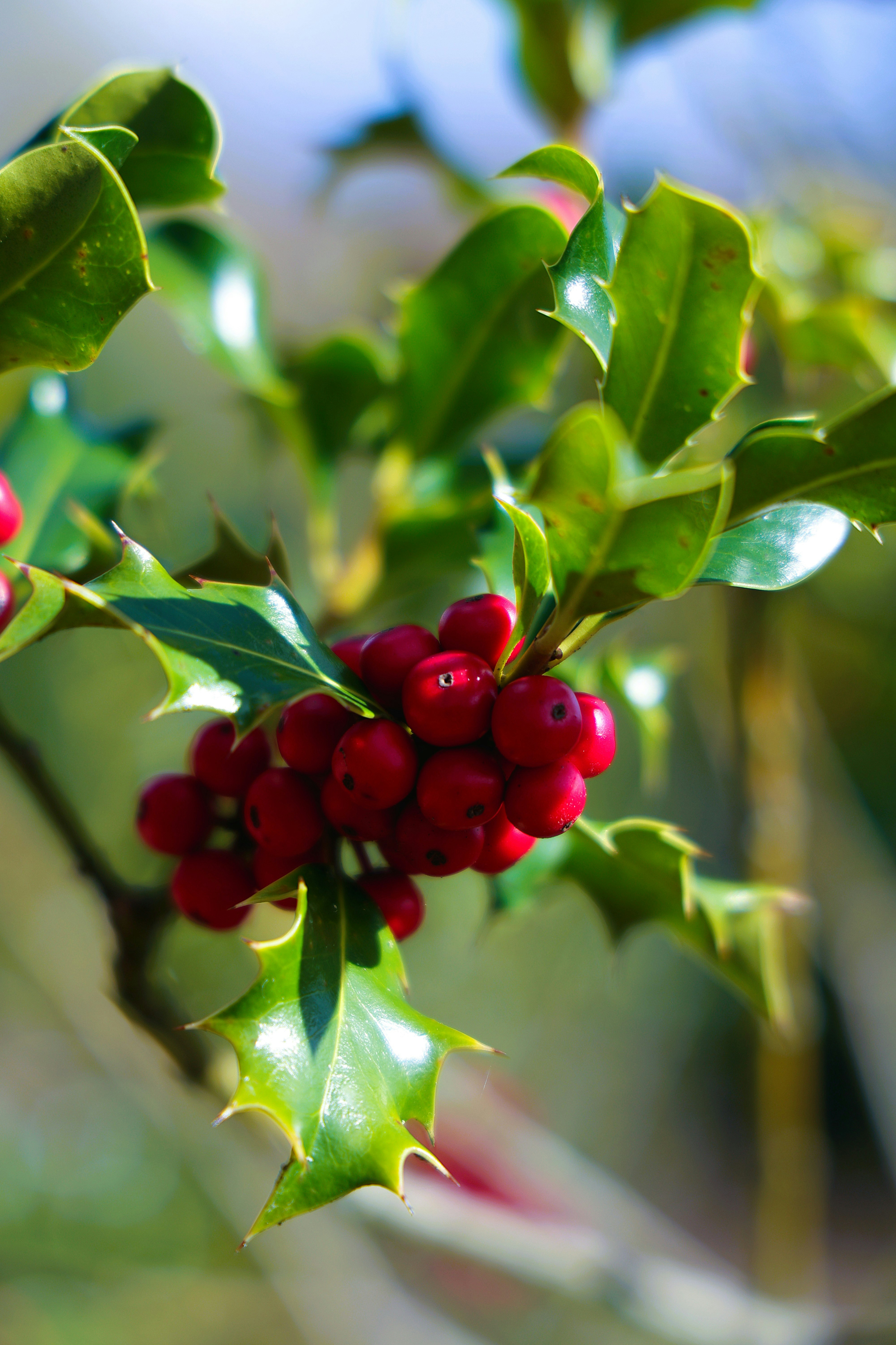 Crimson Berry Cluster Framing a Gleaming Holly Branch