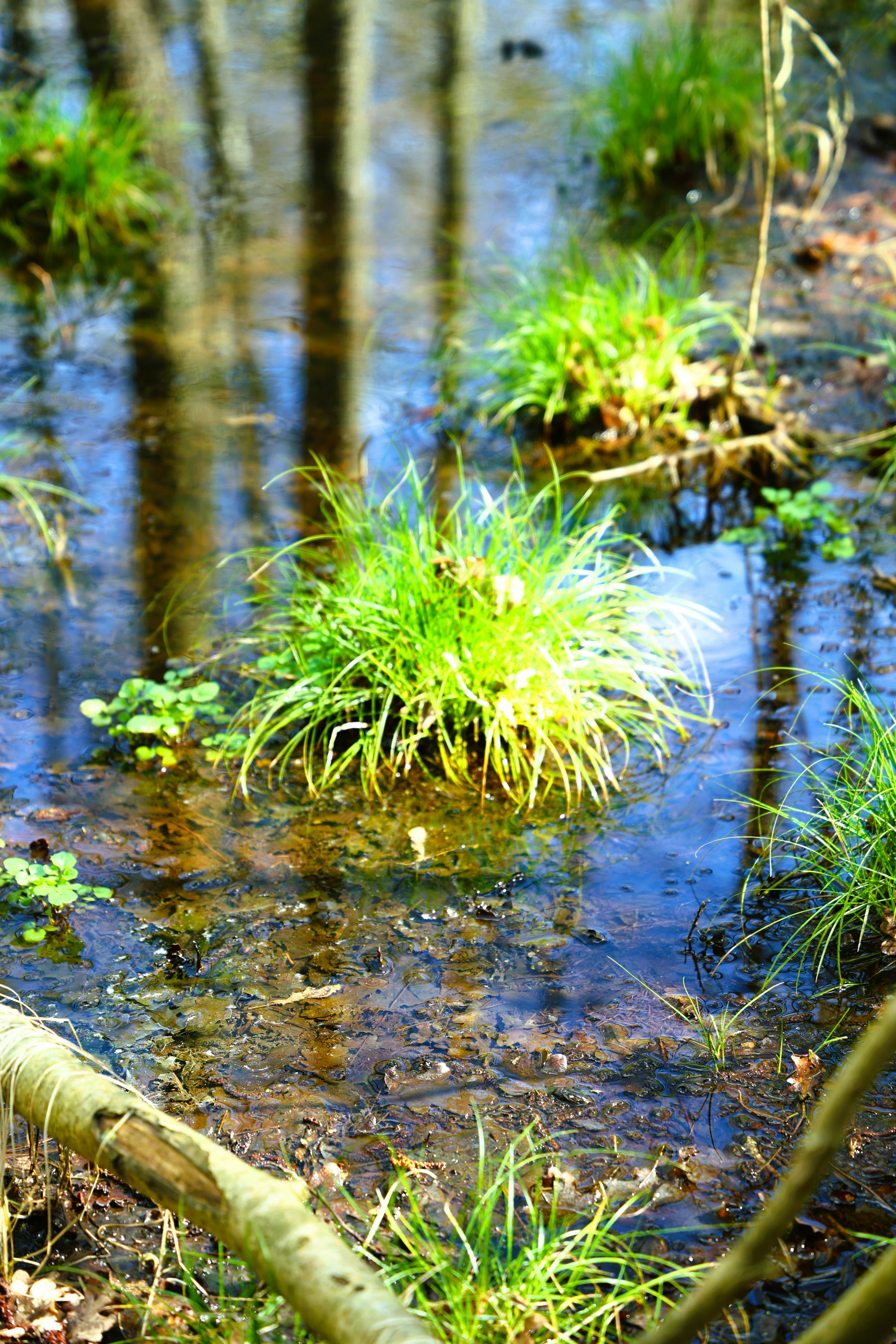 Emerald Tufts Rising from Quiet Wetland Mirror