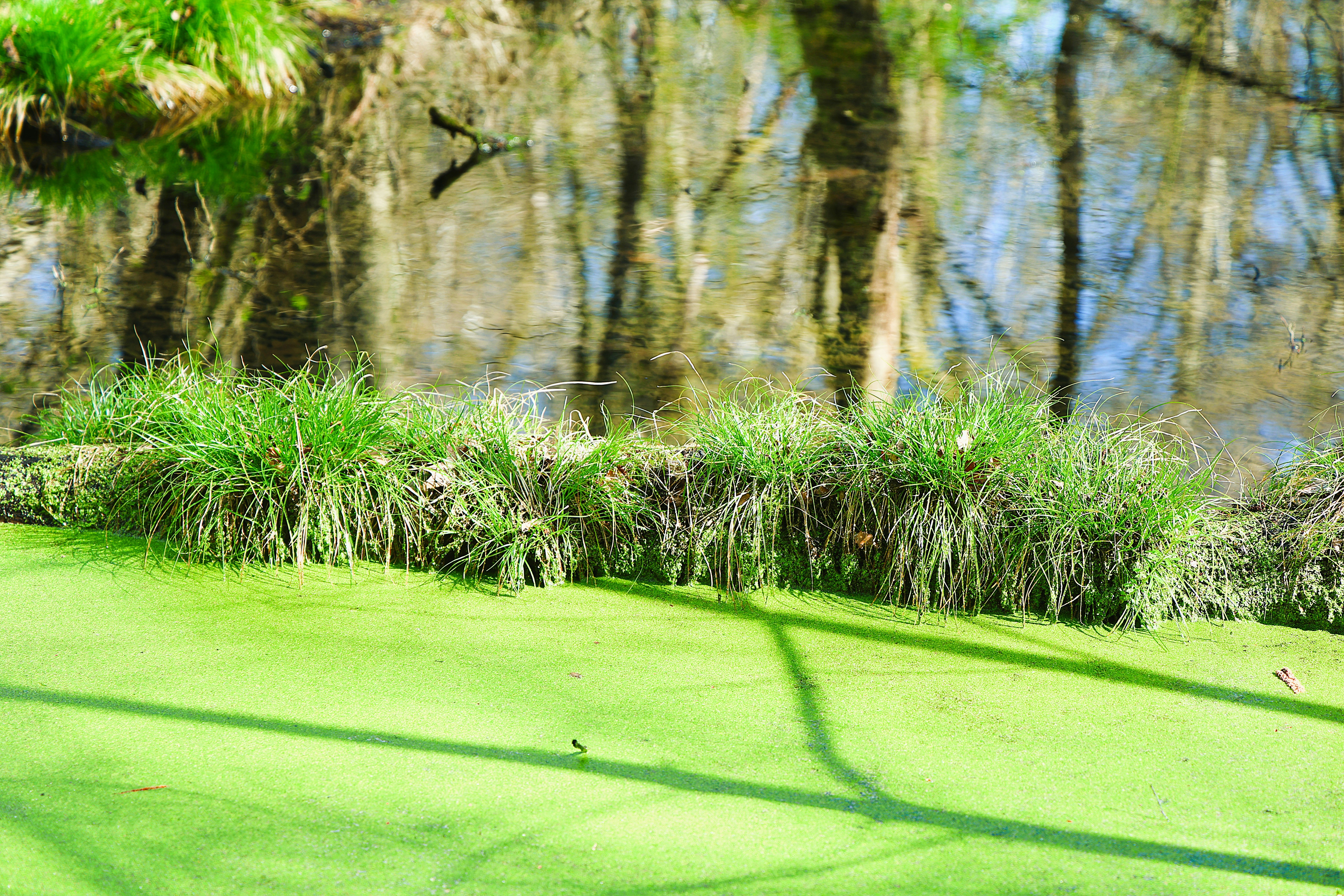 Verdant bank by a tranquil pond