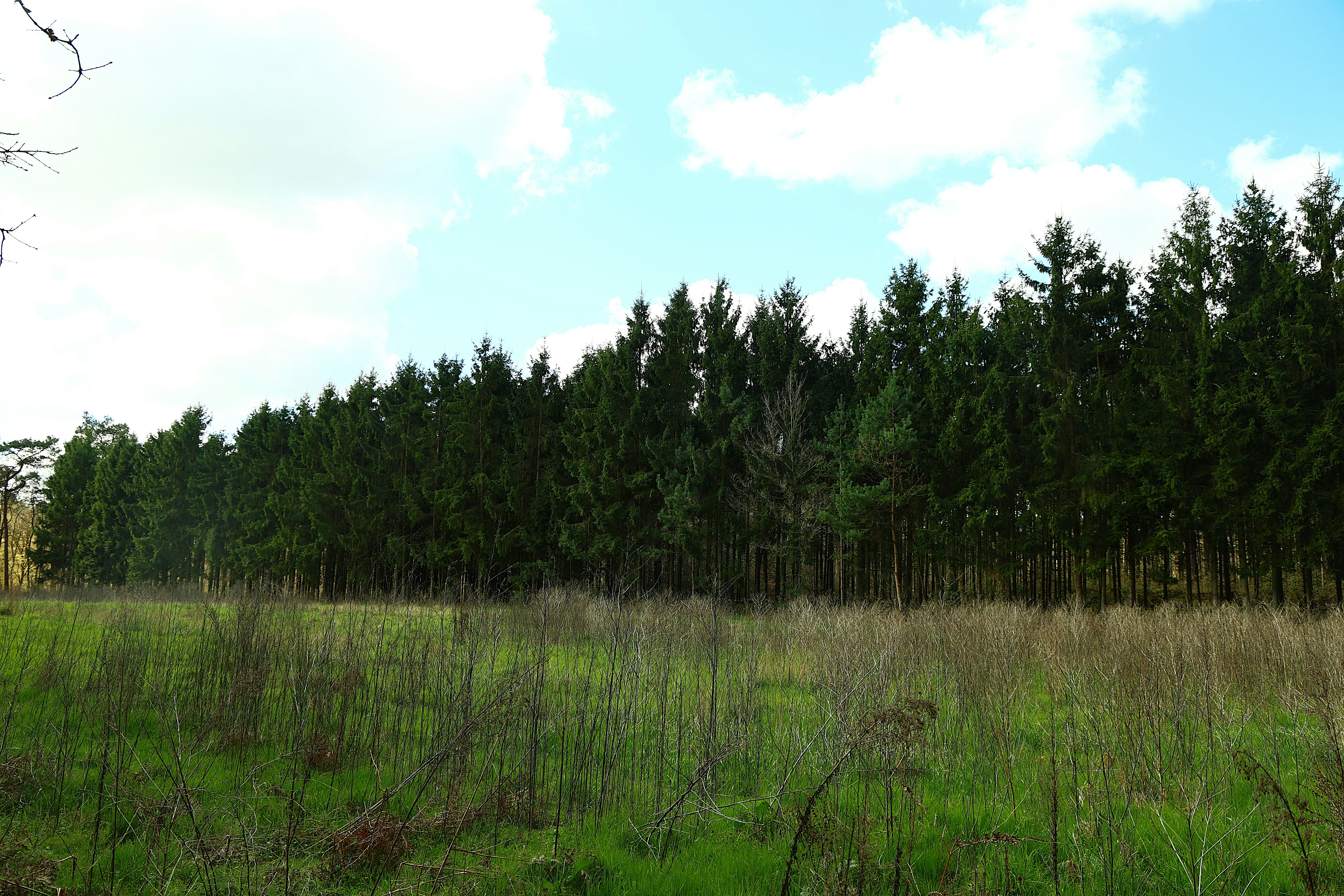 Line of Pines at the Edge of Spring Meadow