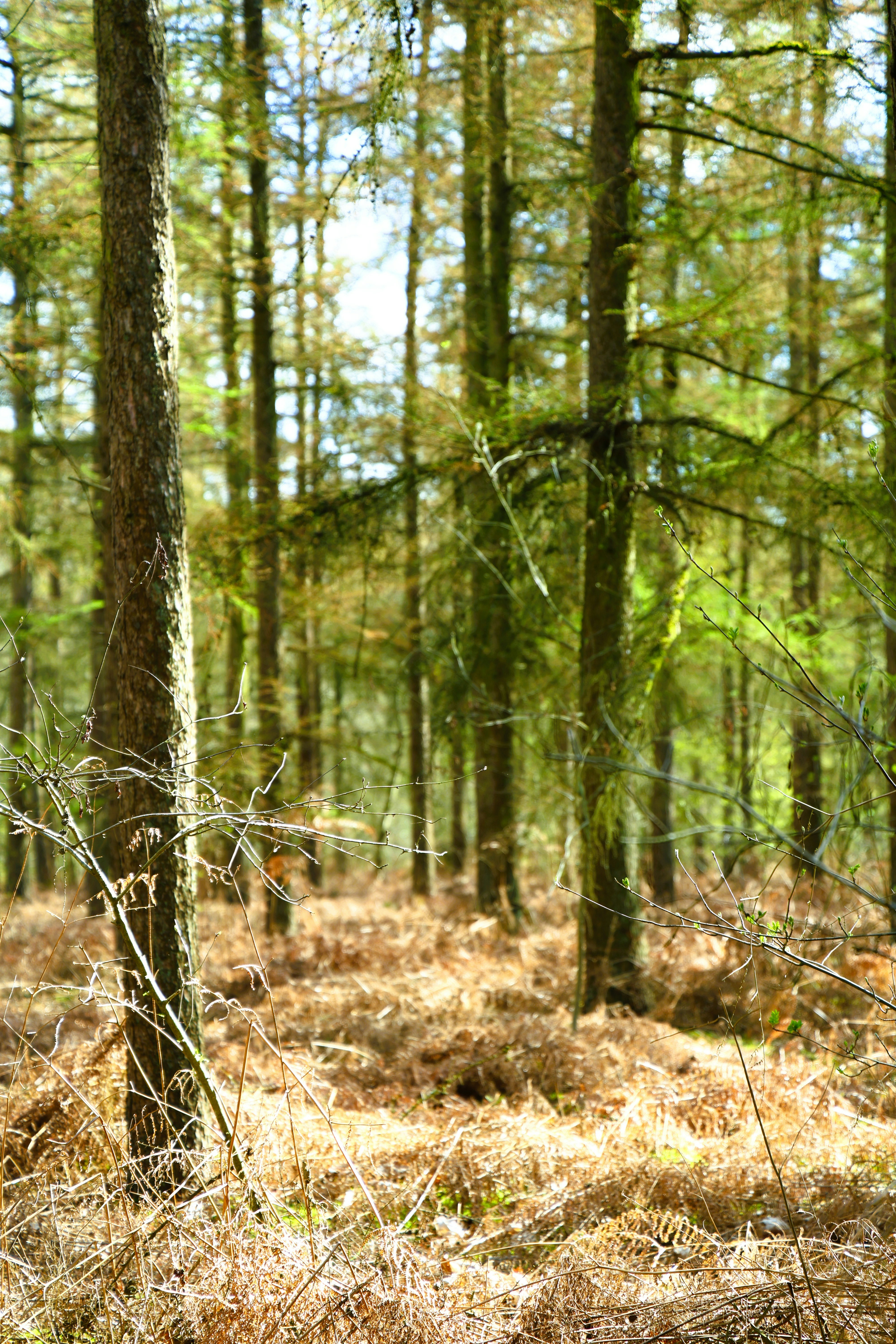 Sunlit Pines: A Quiet Forest Corridor in Spring