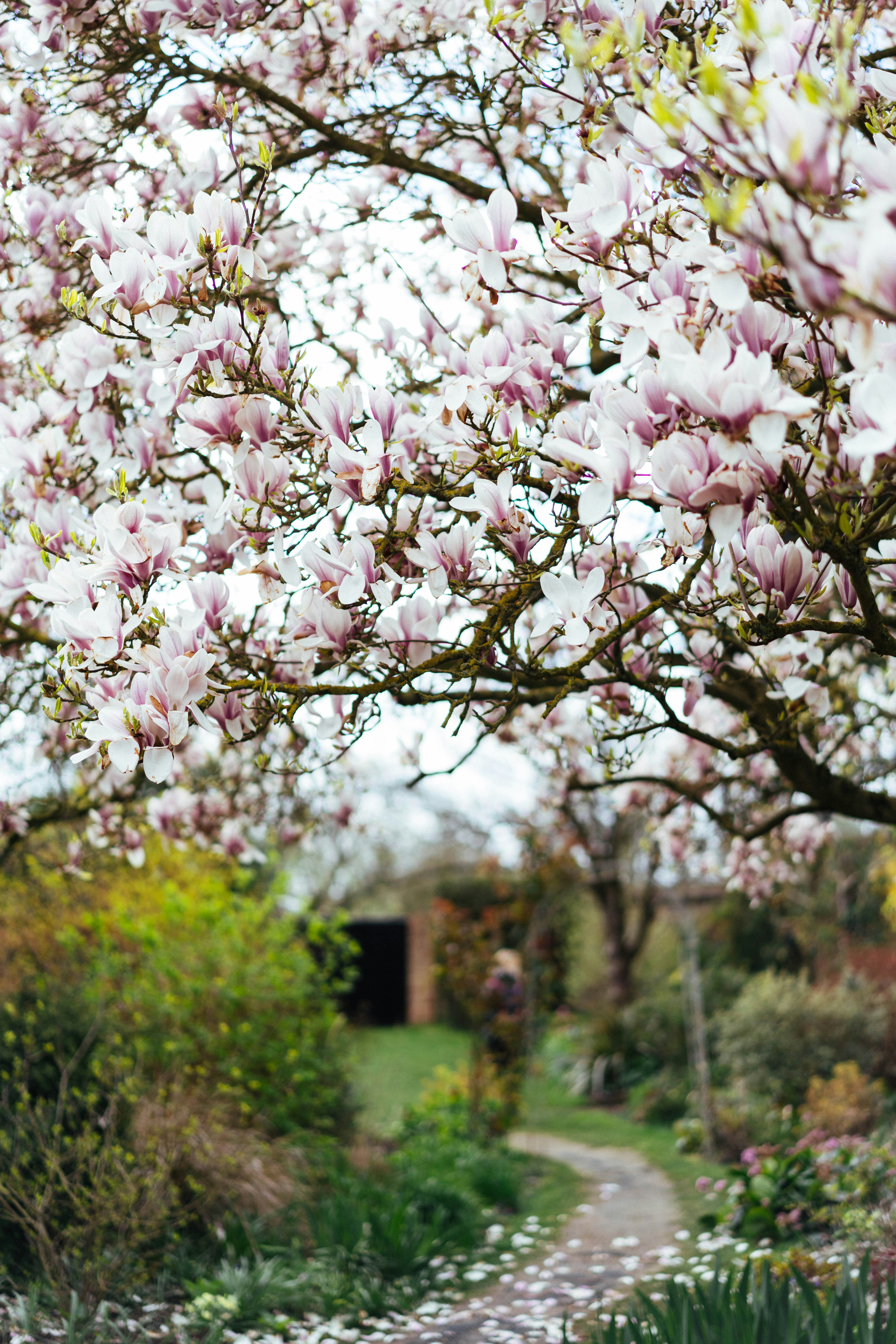 Blooming Magnolia Overlook in a Serene Garden Path