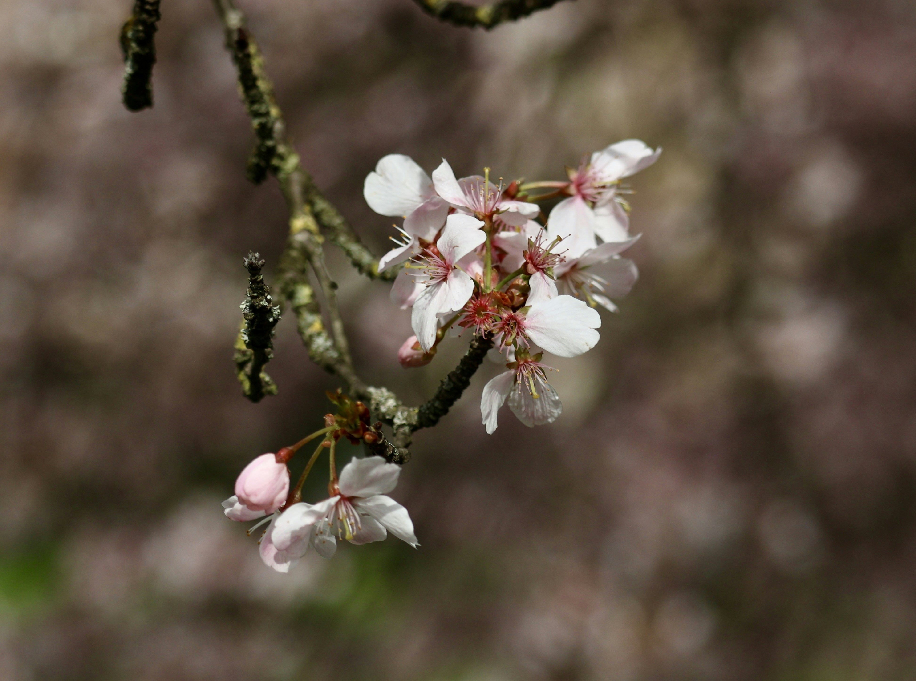 Blossoms in Focus: Delicate Pink Sakura on a Mossy Branch
