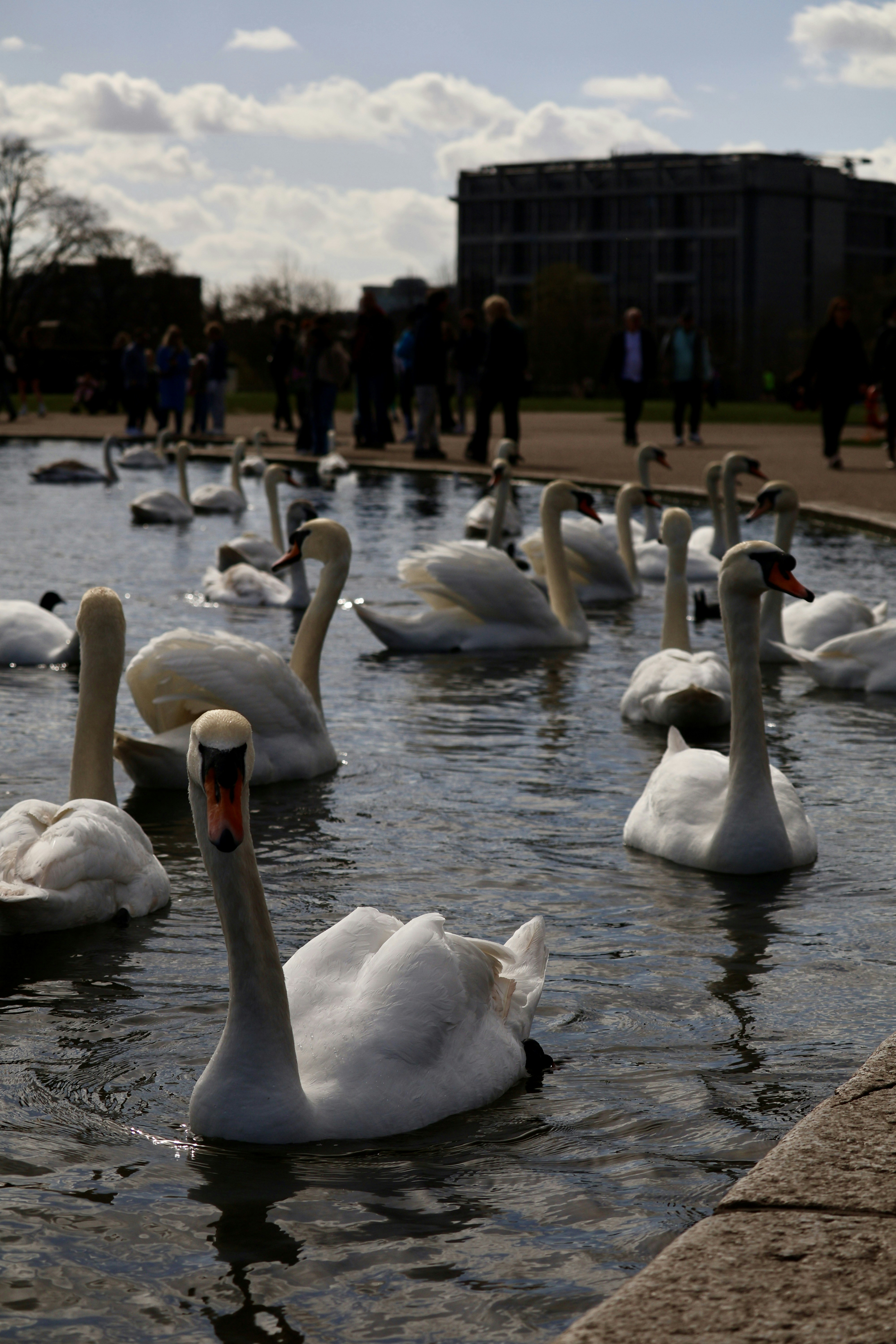 Swans in a City Pond: Quiet Gathering by the Water