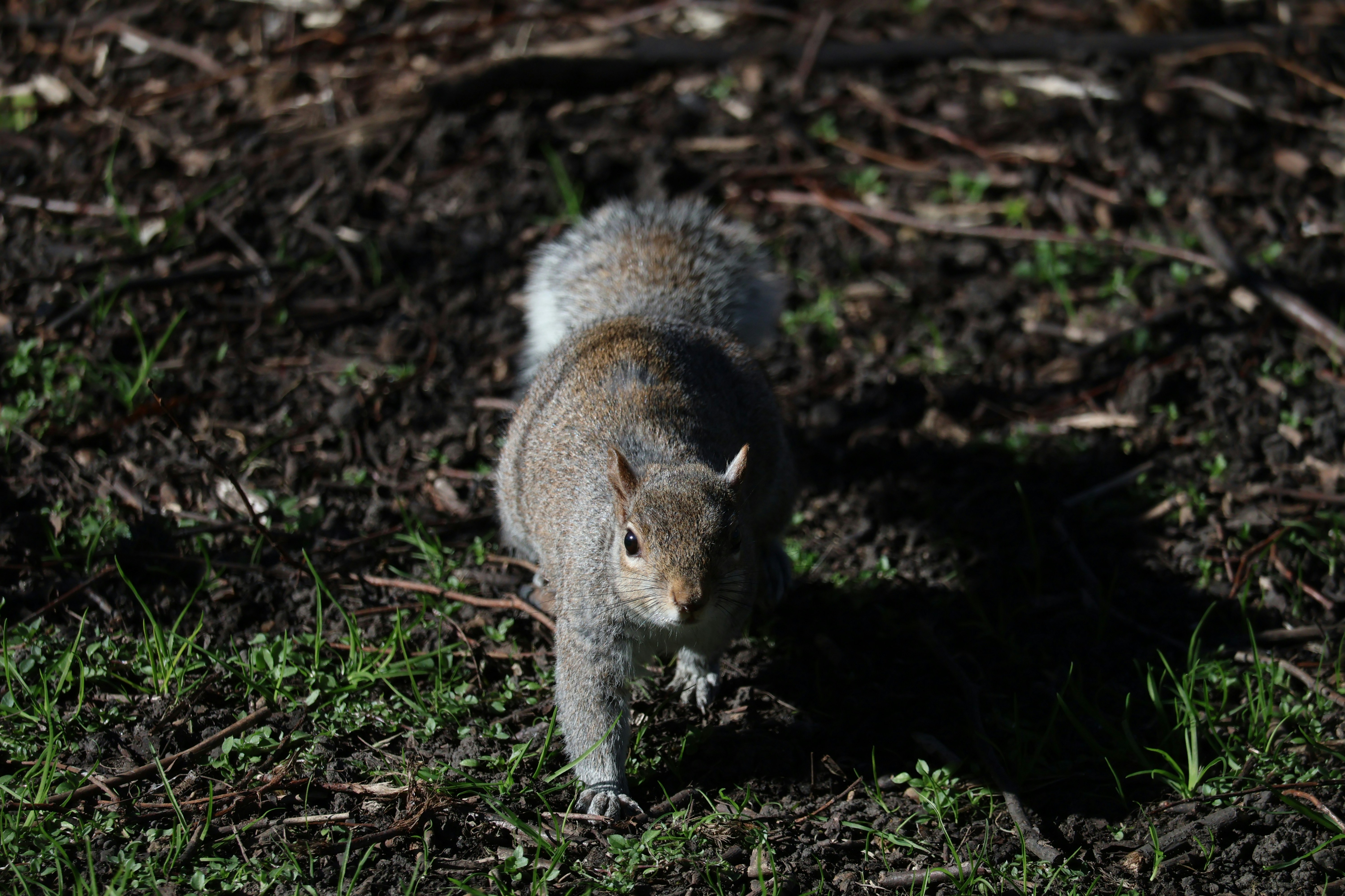 Squirrel strides through sunlit debris with determined gaze