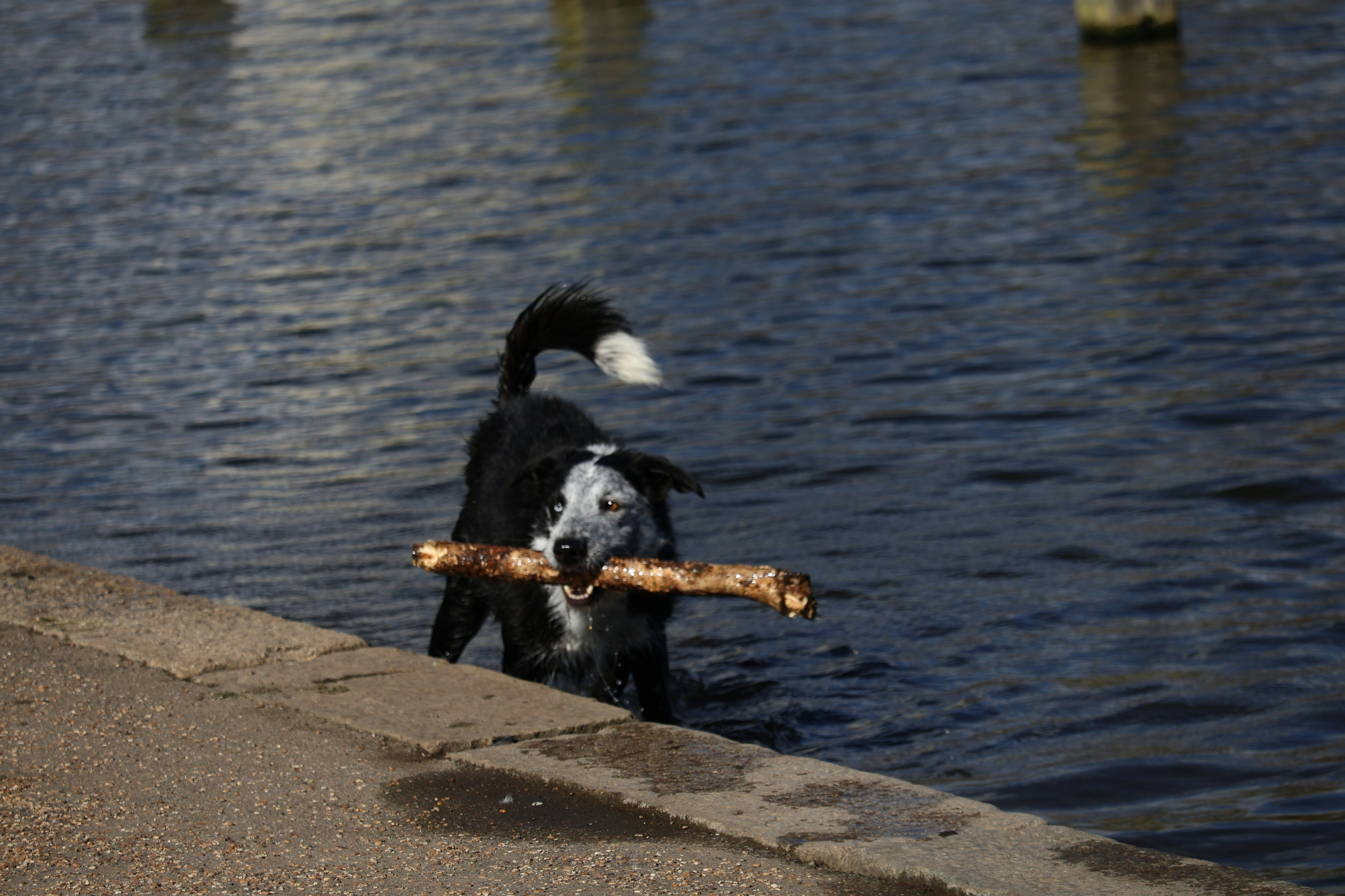 Retriever at the Water's Edge: A Whimsical Tug with a Stick