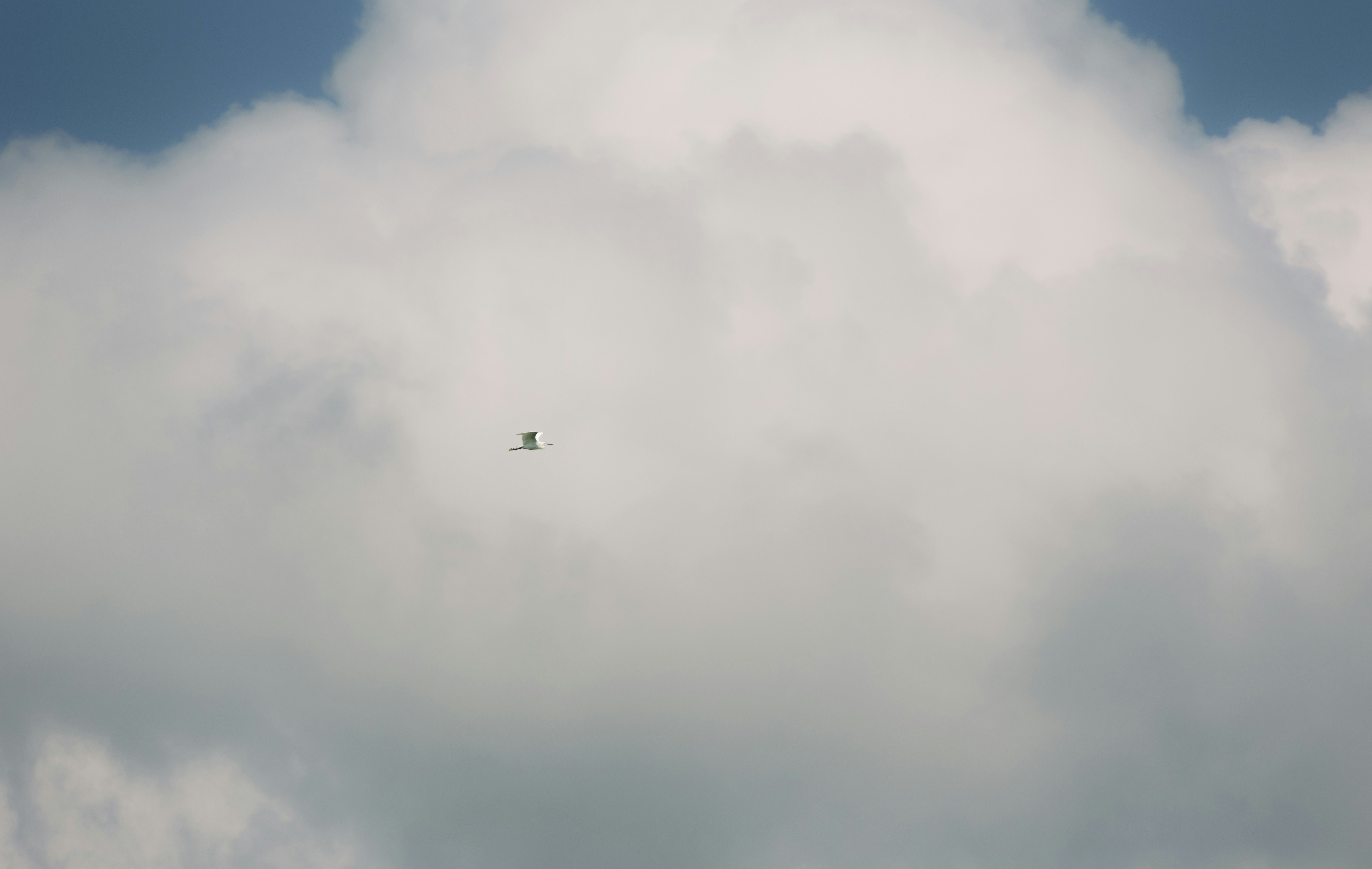 Tiny speck of life amid a sea of clouds