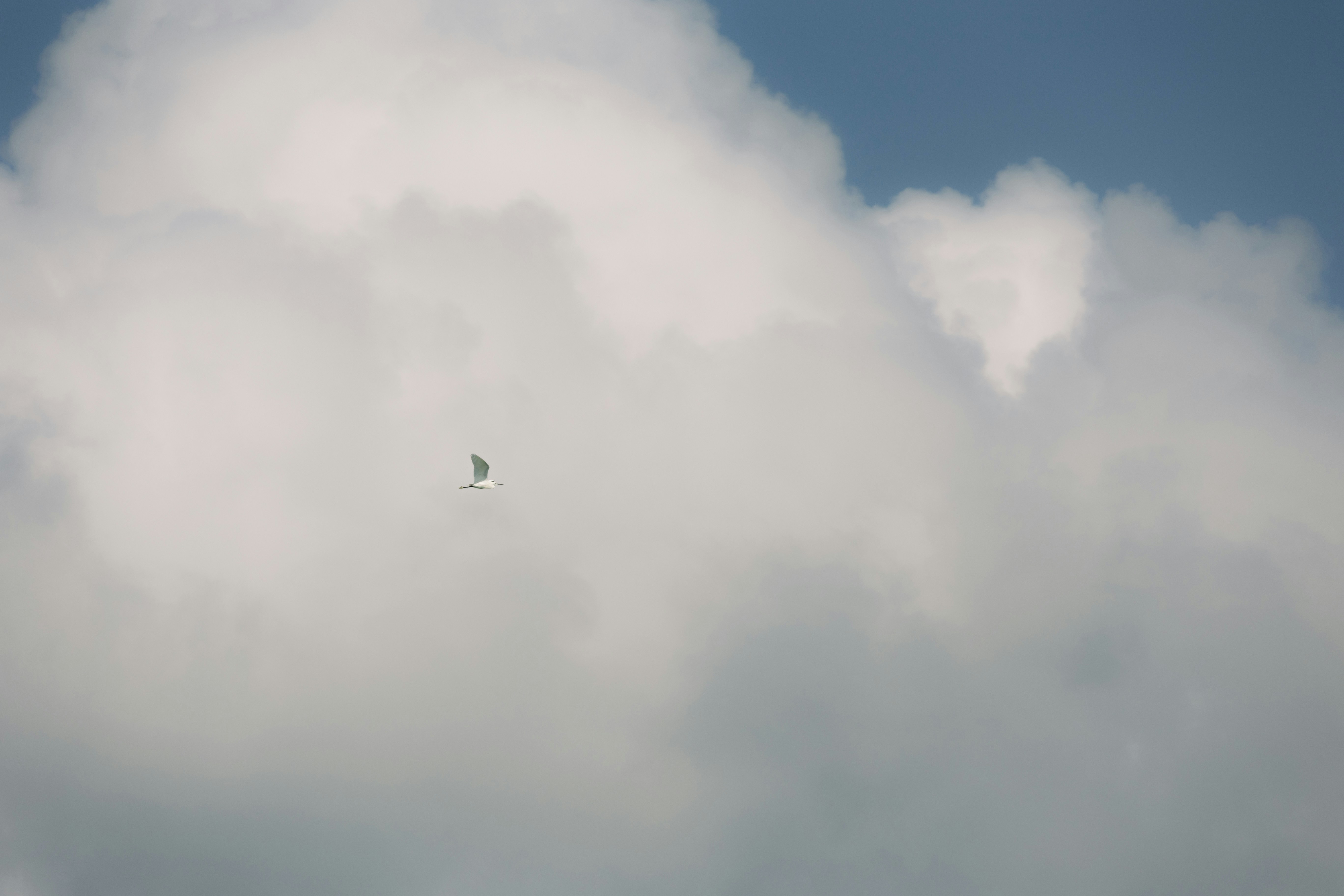 A lone seabird gliding through a sea of billowing clouds