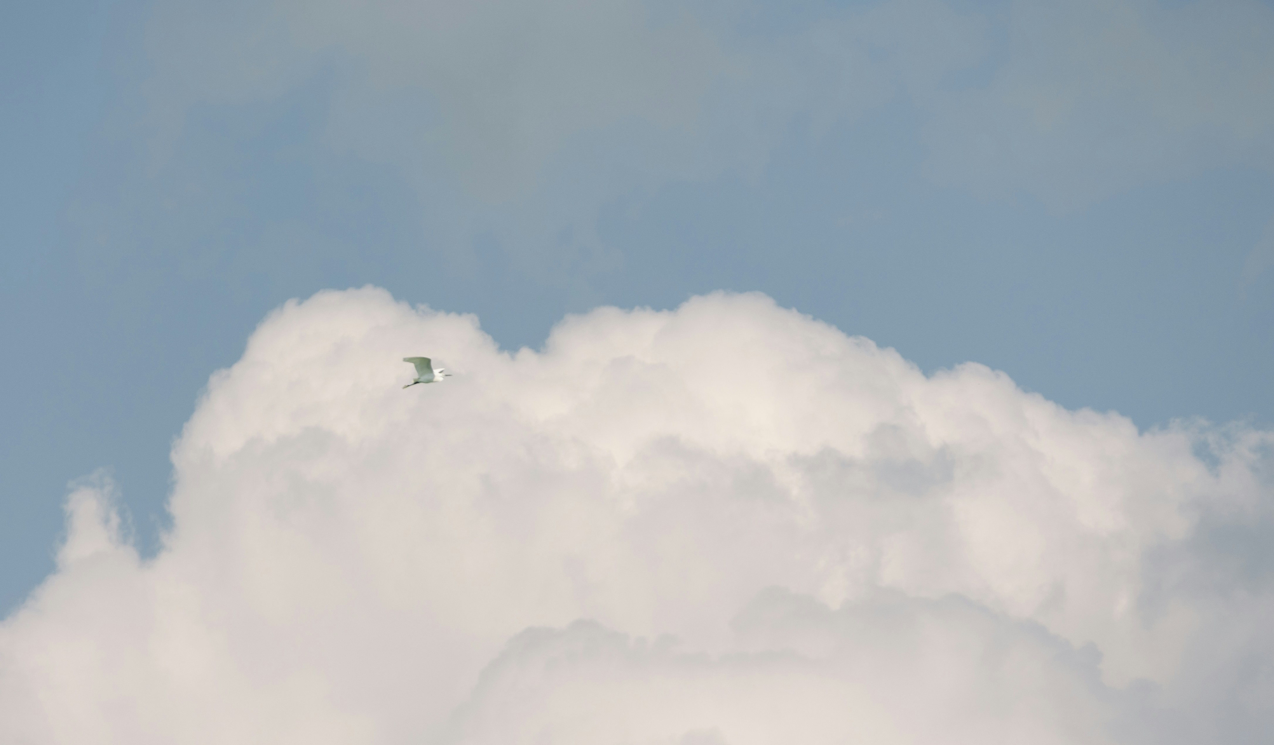 Cloud Break: A lone seagull Rises Above the Crest