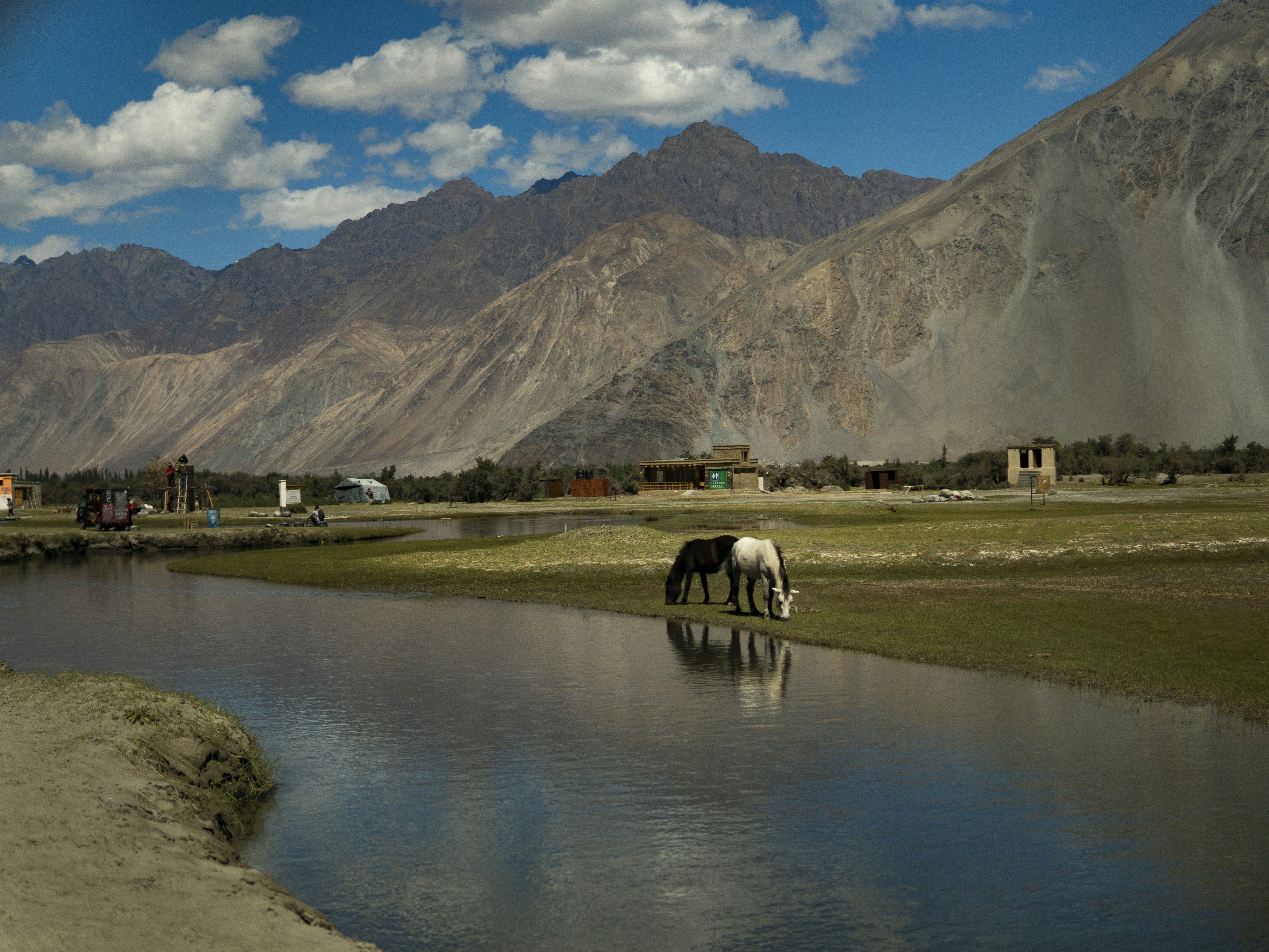 Horses by the Oasis: Stillness at the Foot of the Ridge