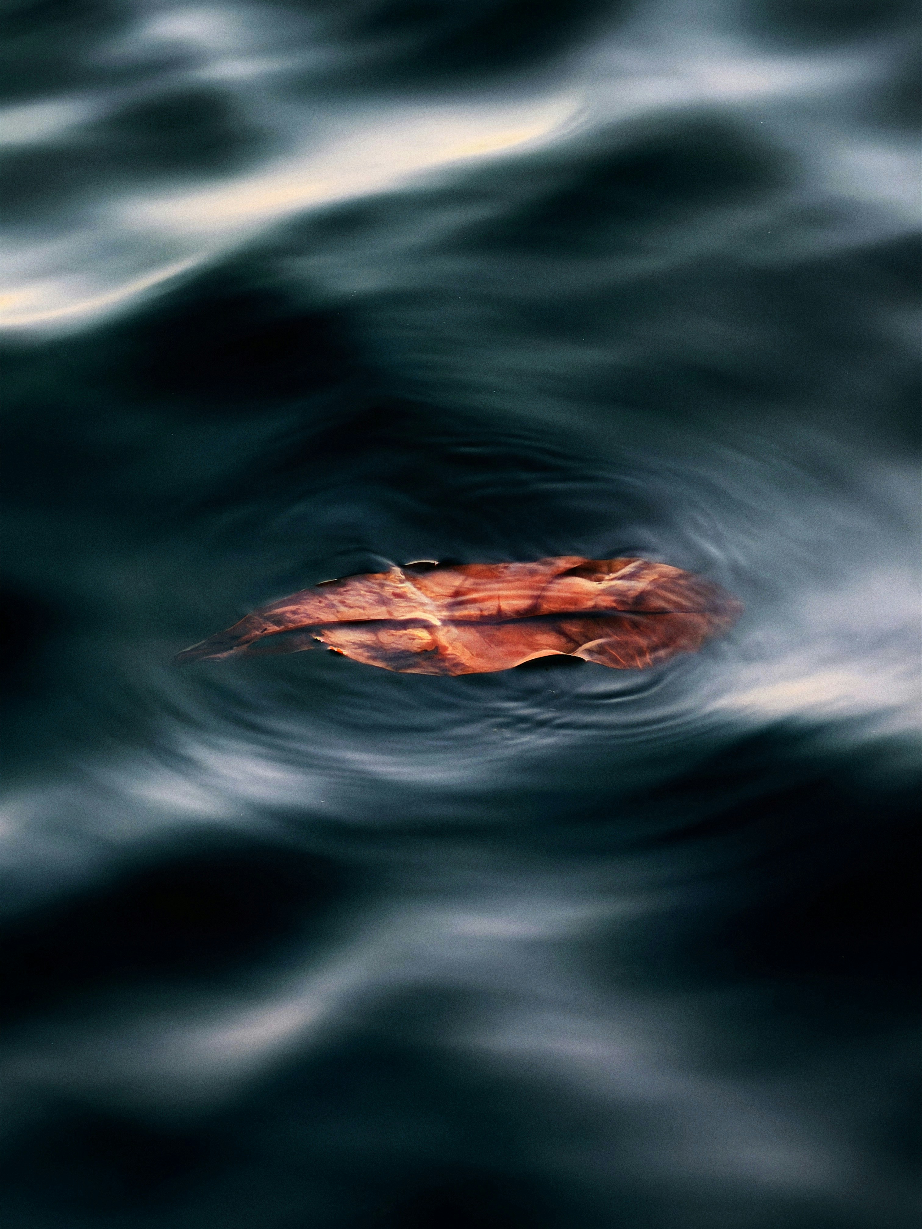 Copper Leaf in Velvet Currents