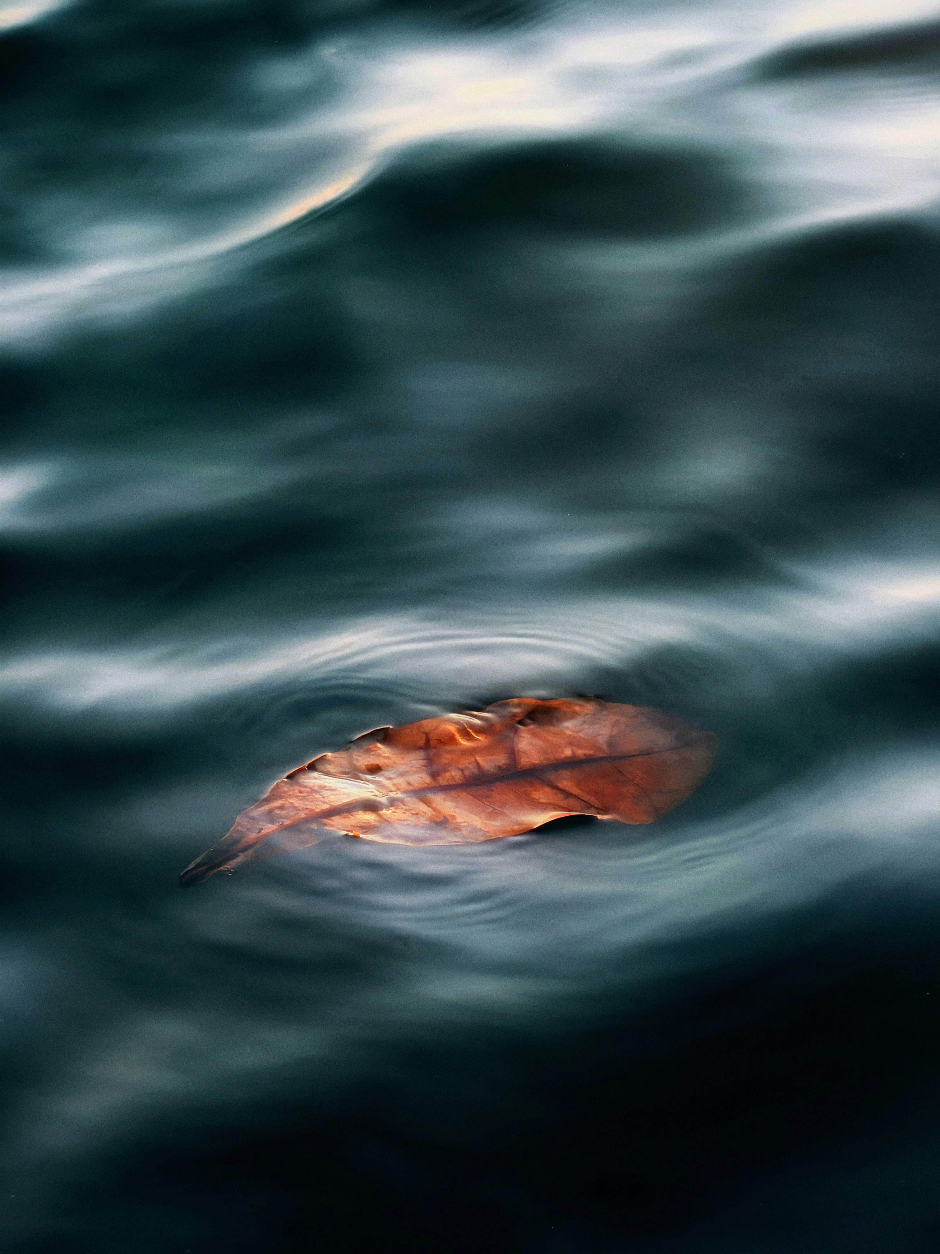 Autumn Leaf on Quiet Currents