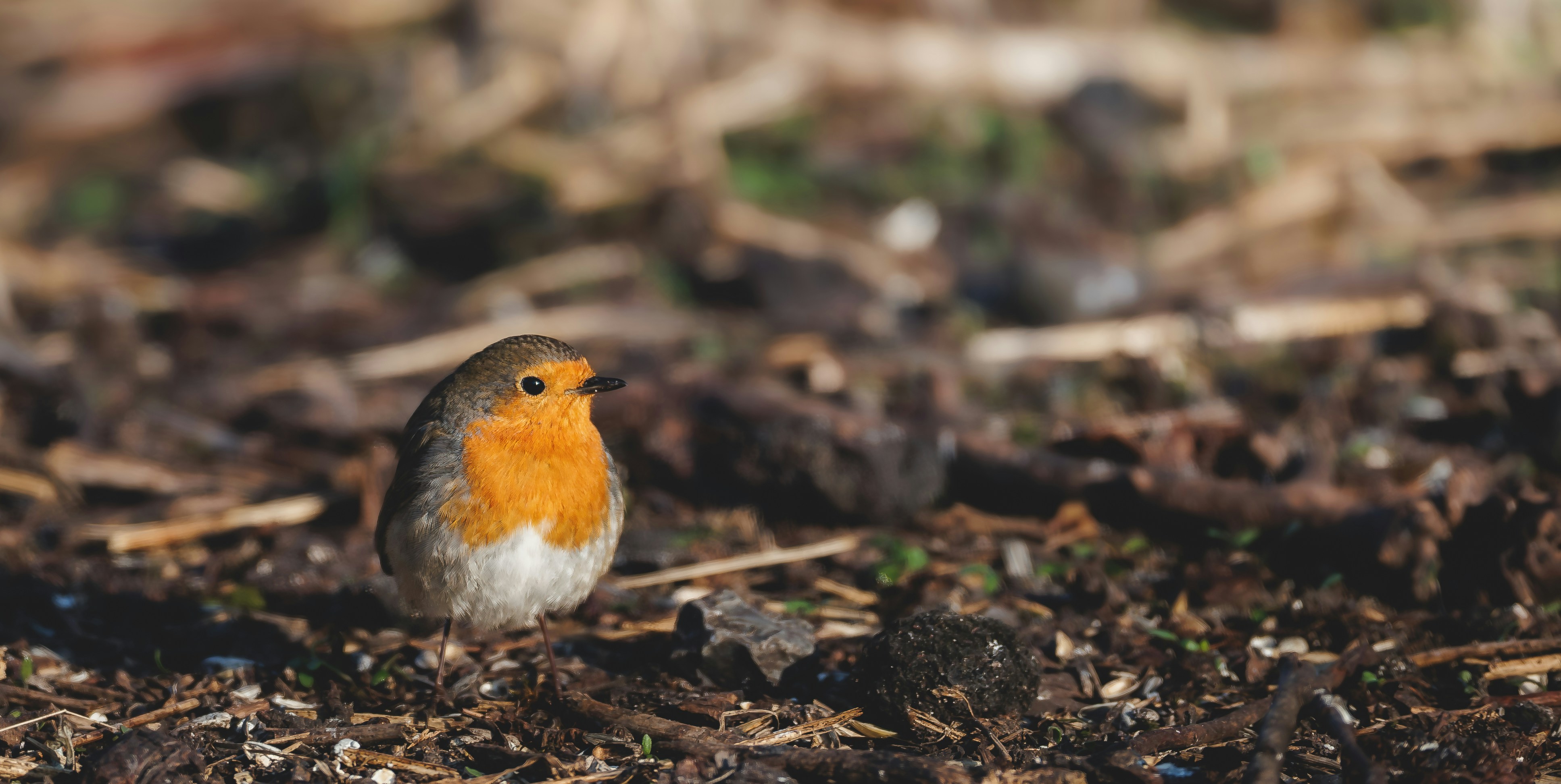 European Robin Foraging on the Forest Floor. A close-up shot of a small European Robin standing on mulch and dry leaves in soft, natural sunlight.