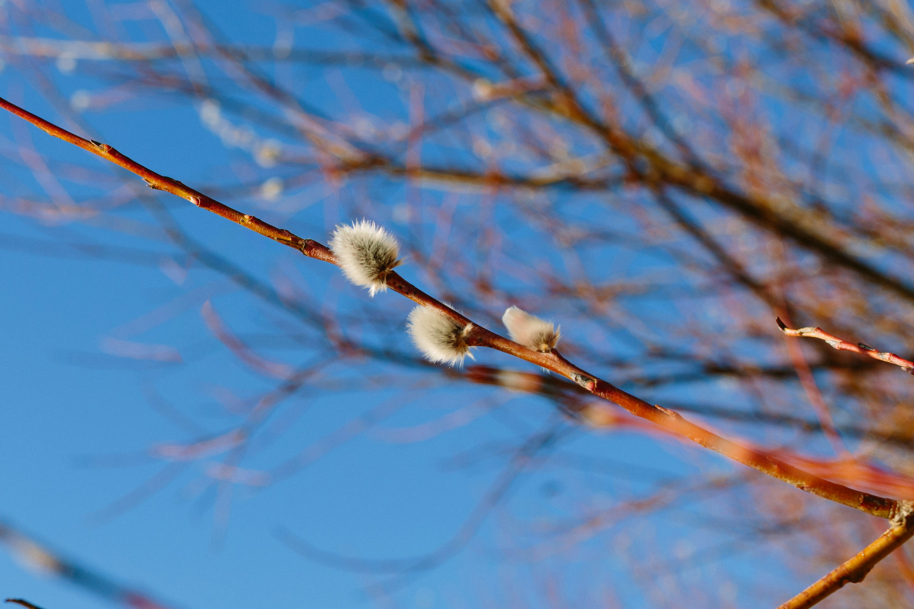 Soft Dormant Catkins on a Sketch of Winter Sky