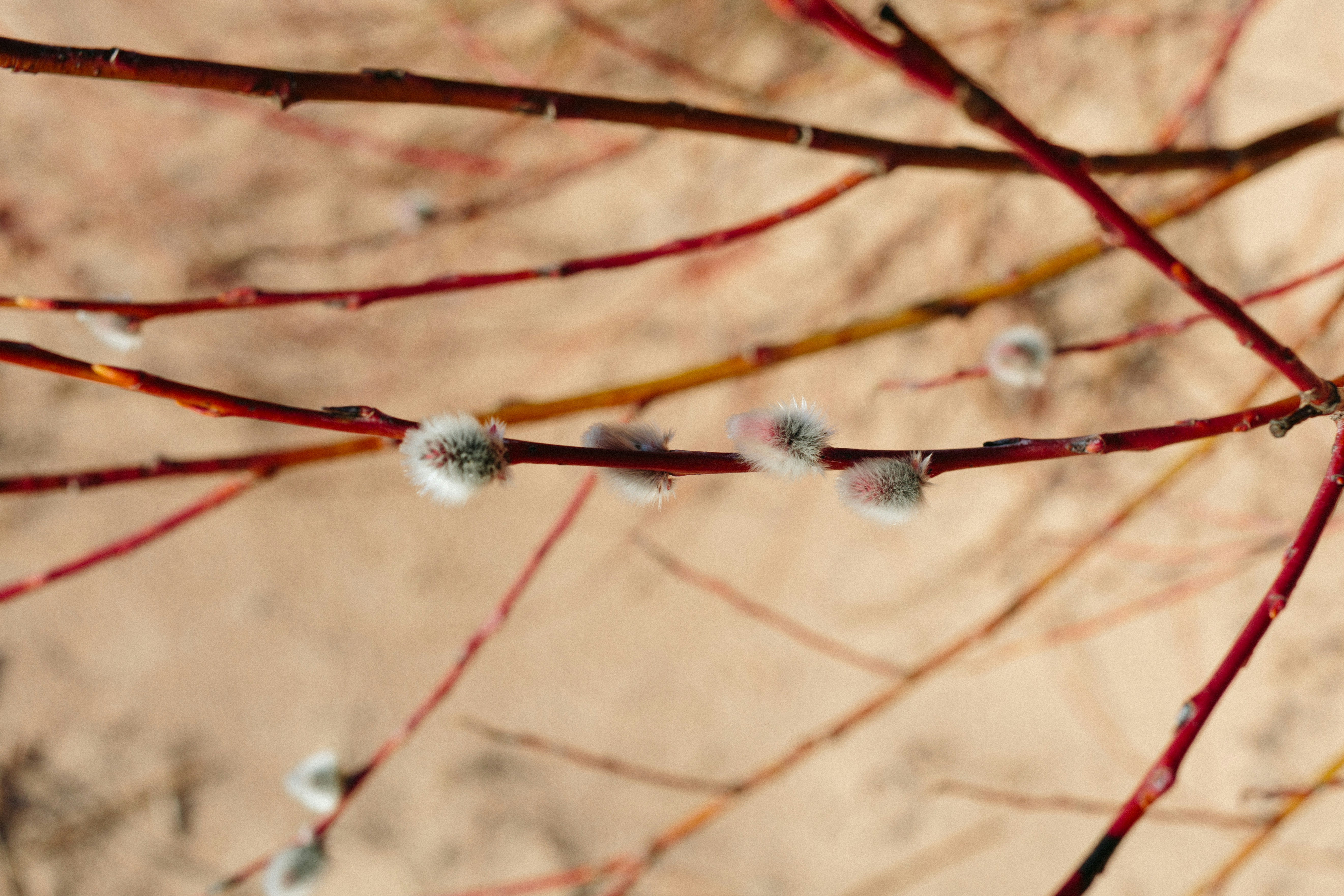 Pale Pussywillow Branches in Soft Desert Light