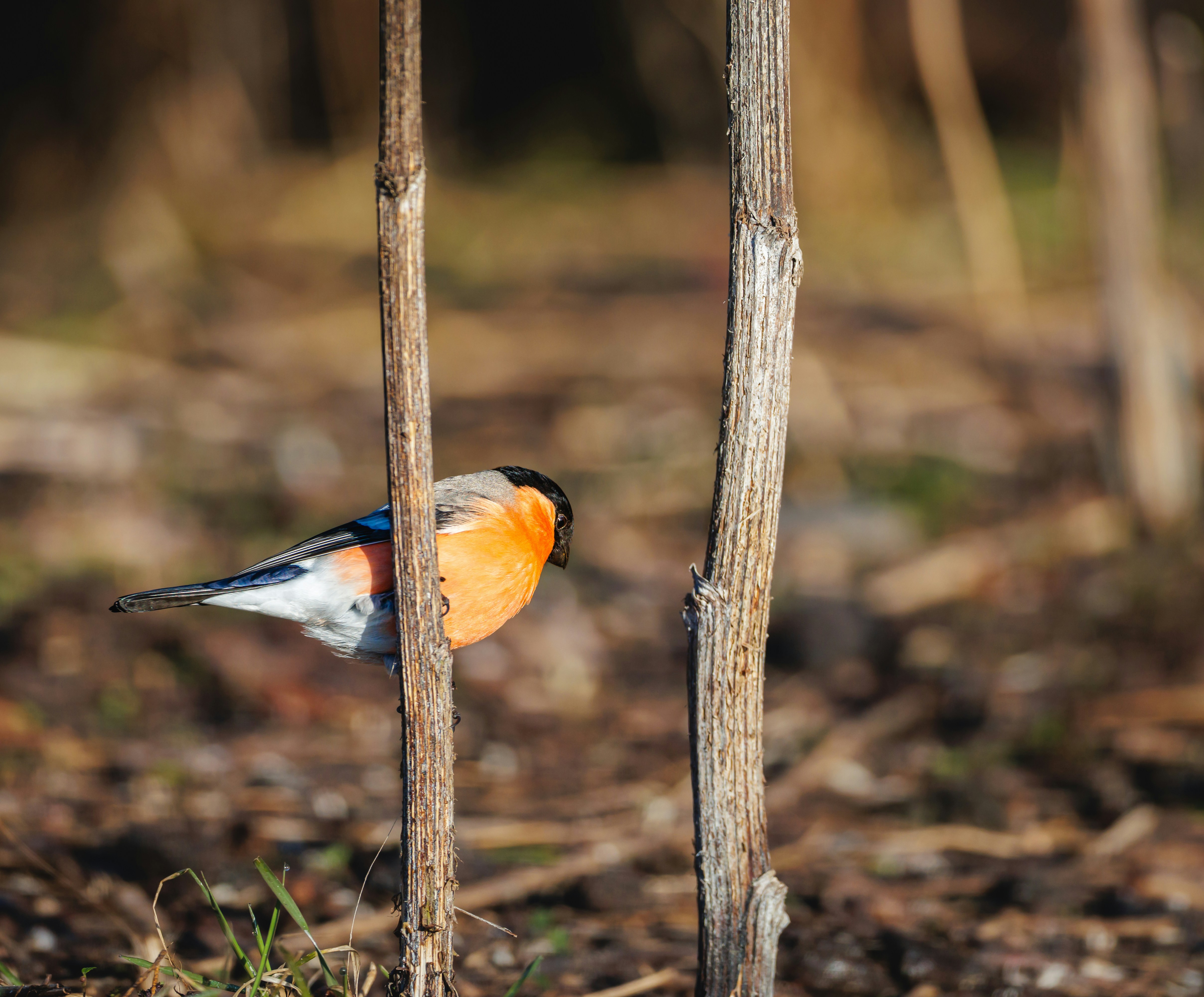 Scarlet Robin Between Silent Limbs