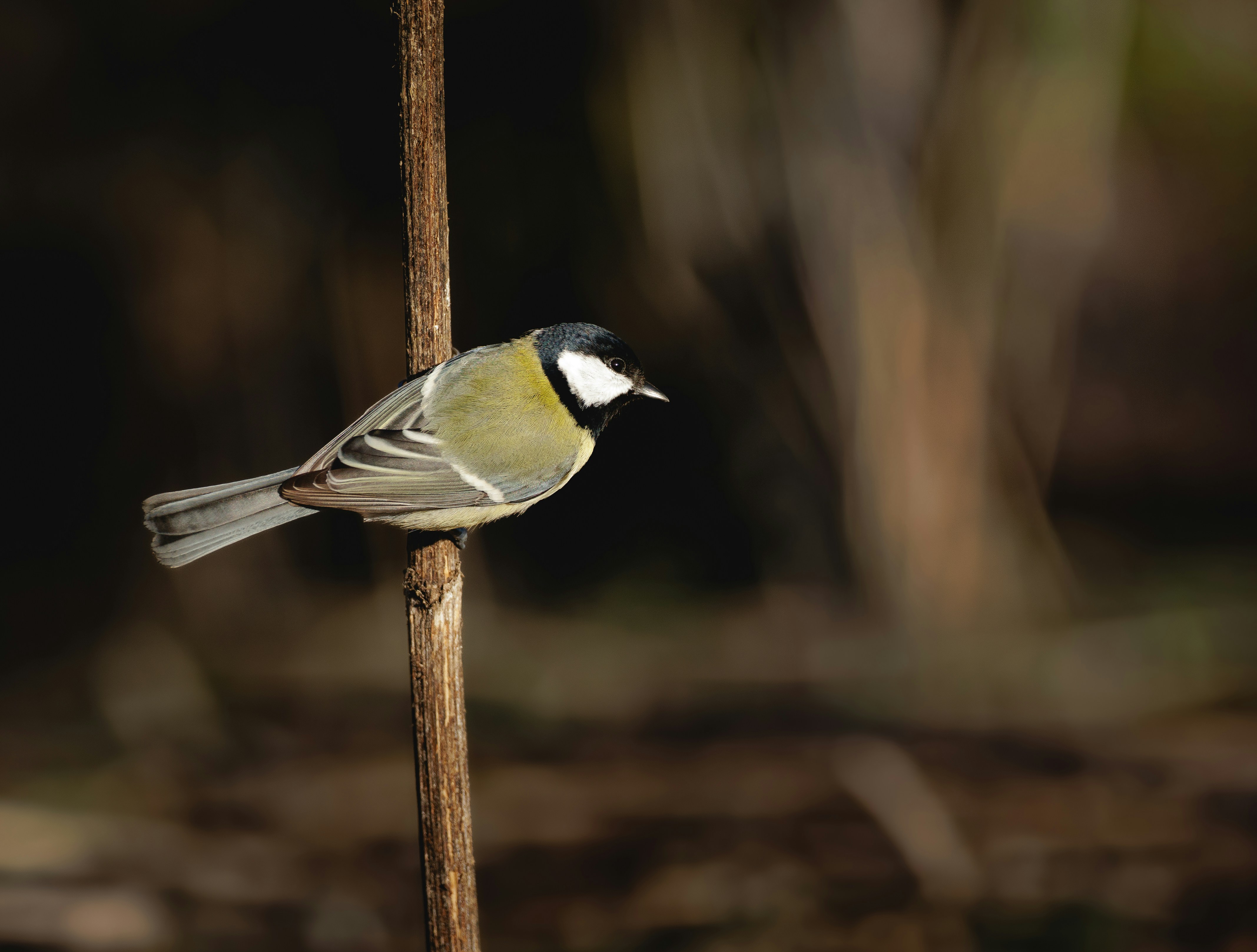 Sunlit Warbler Perched on a Reed in Quiet Backlight
